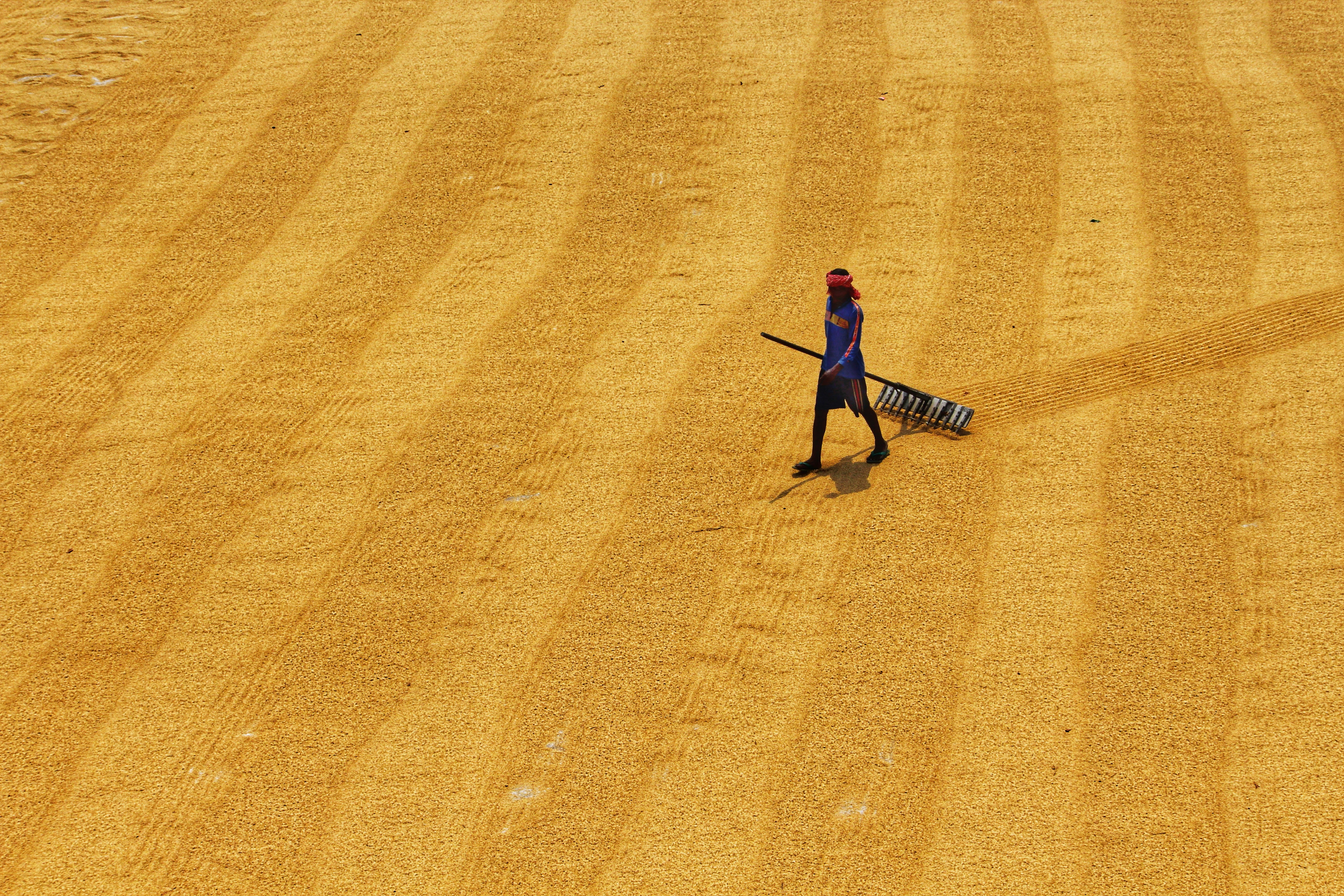 Vigilant Broomer in a Raked Field of Gold
