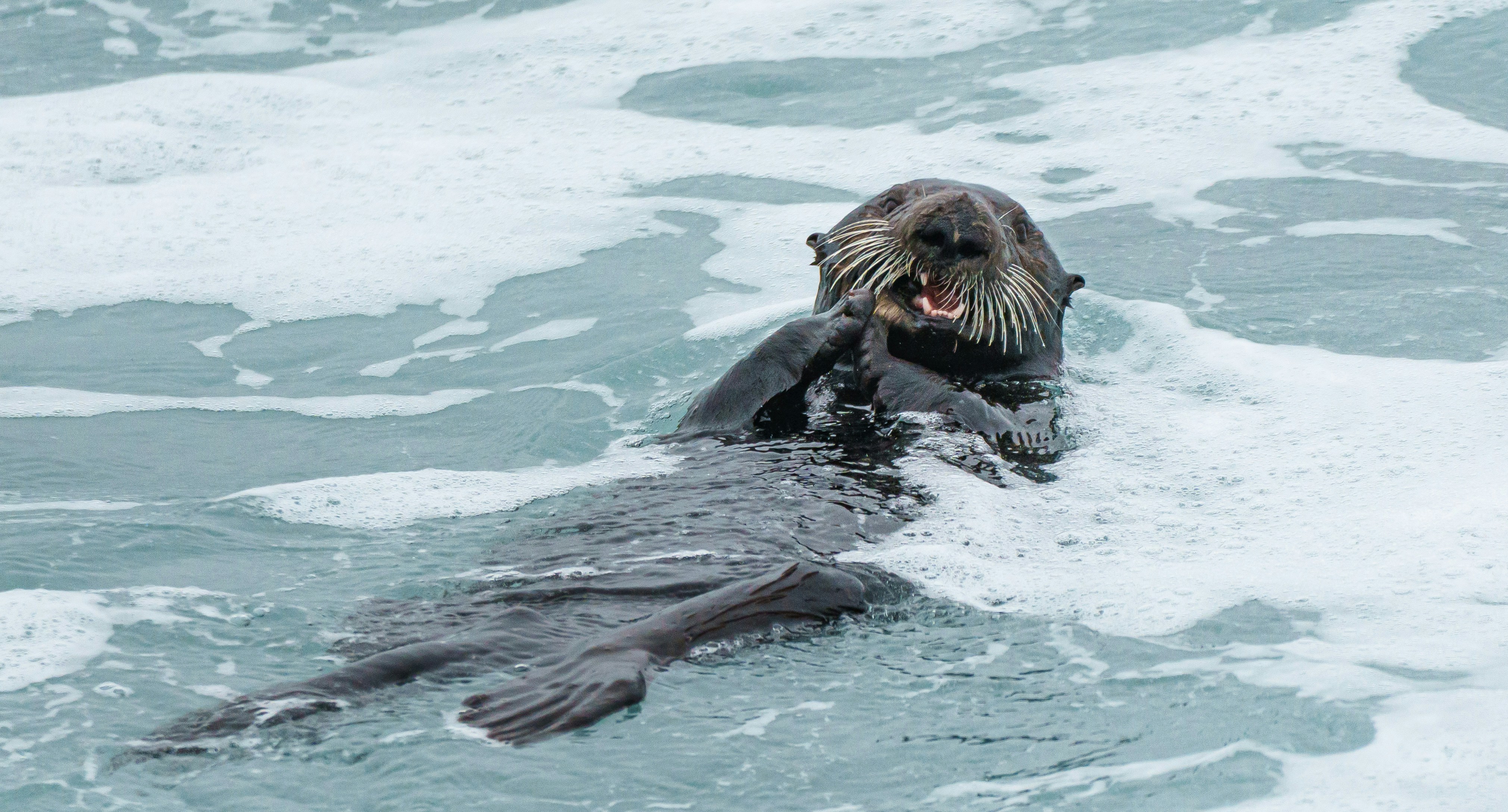 Playful Sea Visitor: A Sea Lion Comes Up for a Sniff