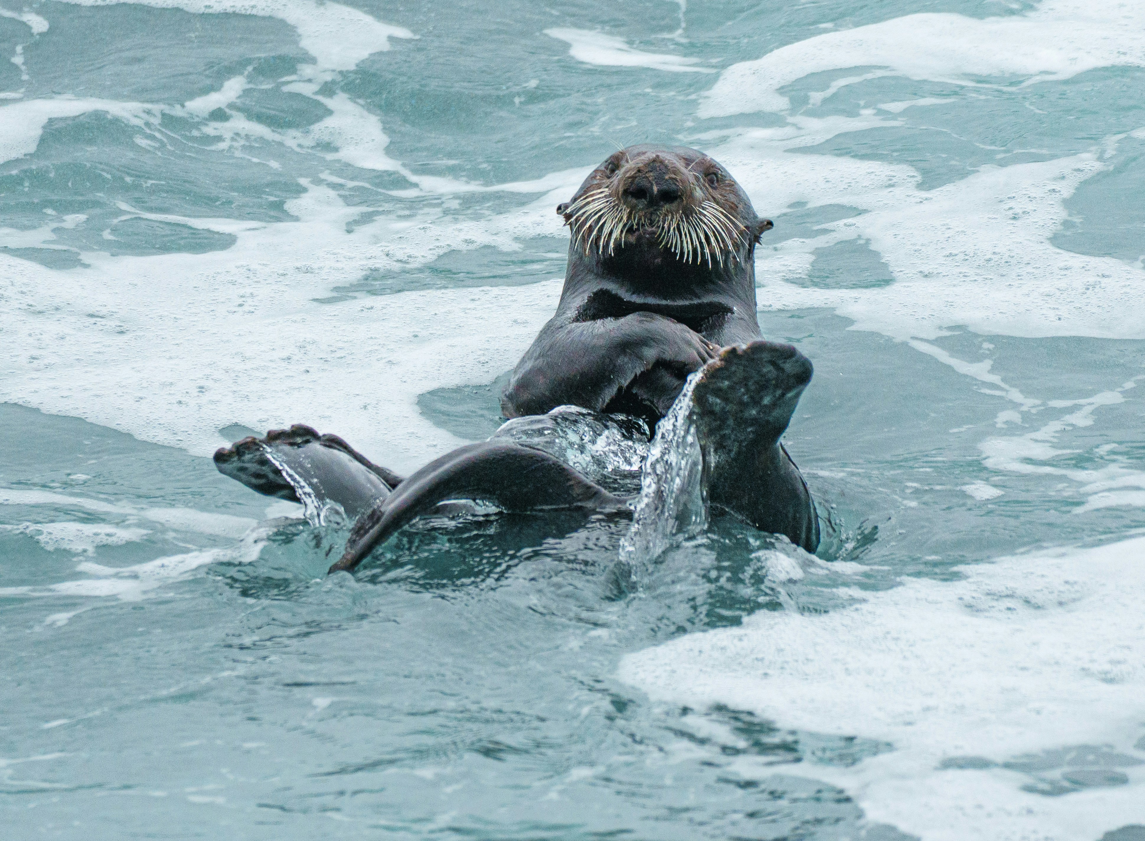 Sea-lion emerges from turquoise surf, face framing whiskers as frothy waves crest around its chest. A moment focused on maritime wildlife near the shore.