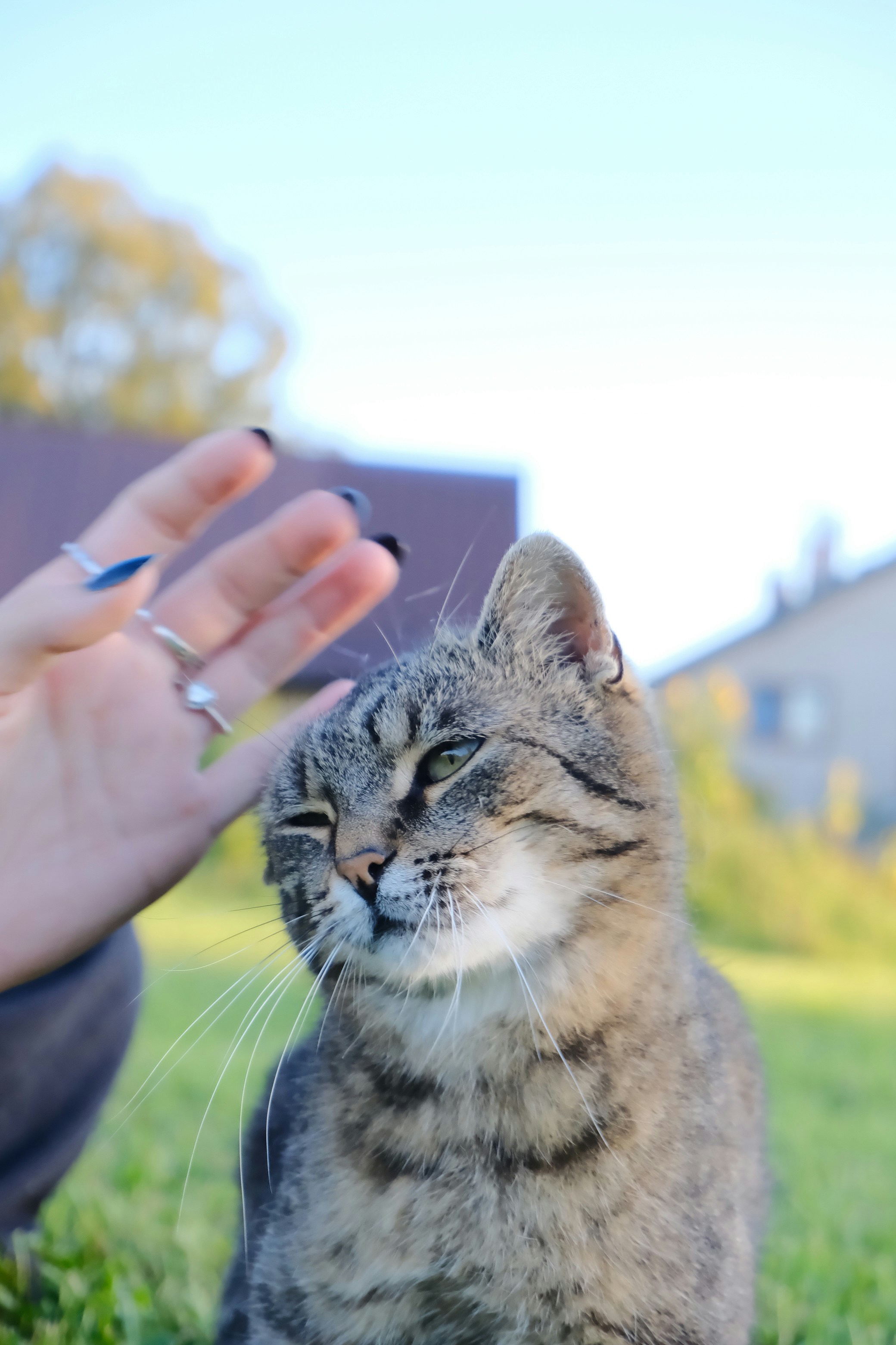 Curious Cat Meets a Friendly Hush of Hands