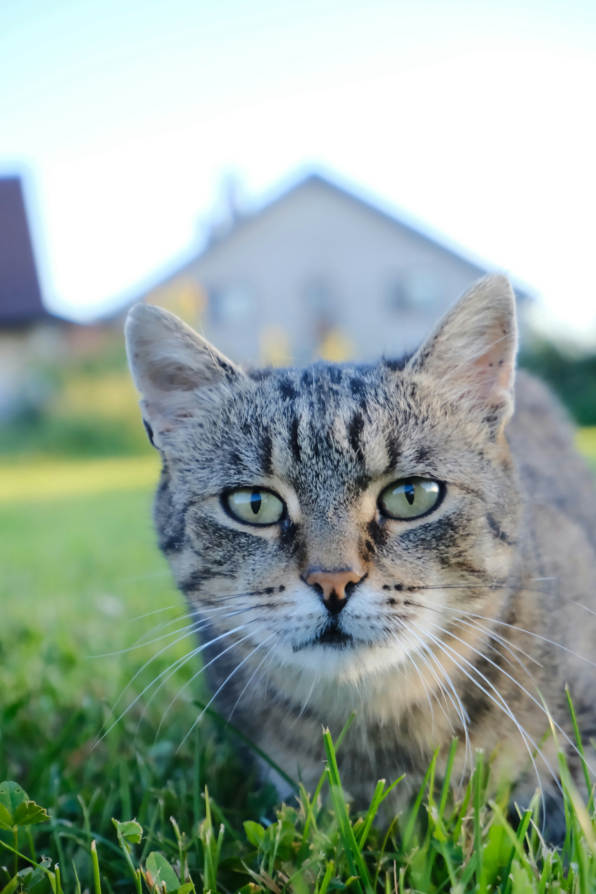 Close-up of a calm tabby cat in sunlit garden