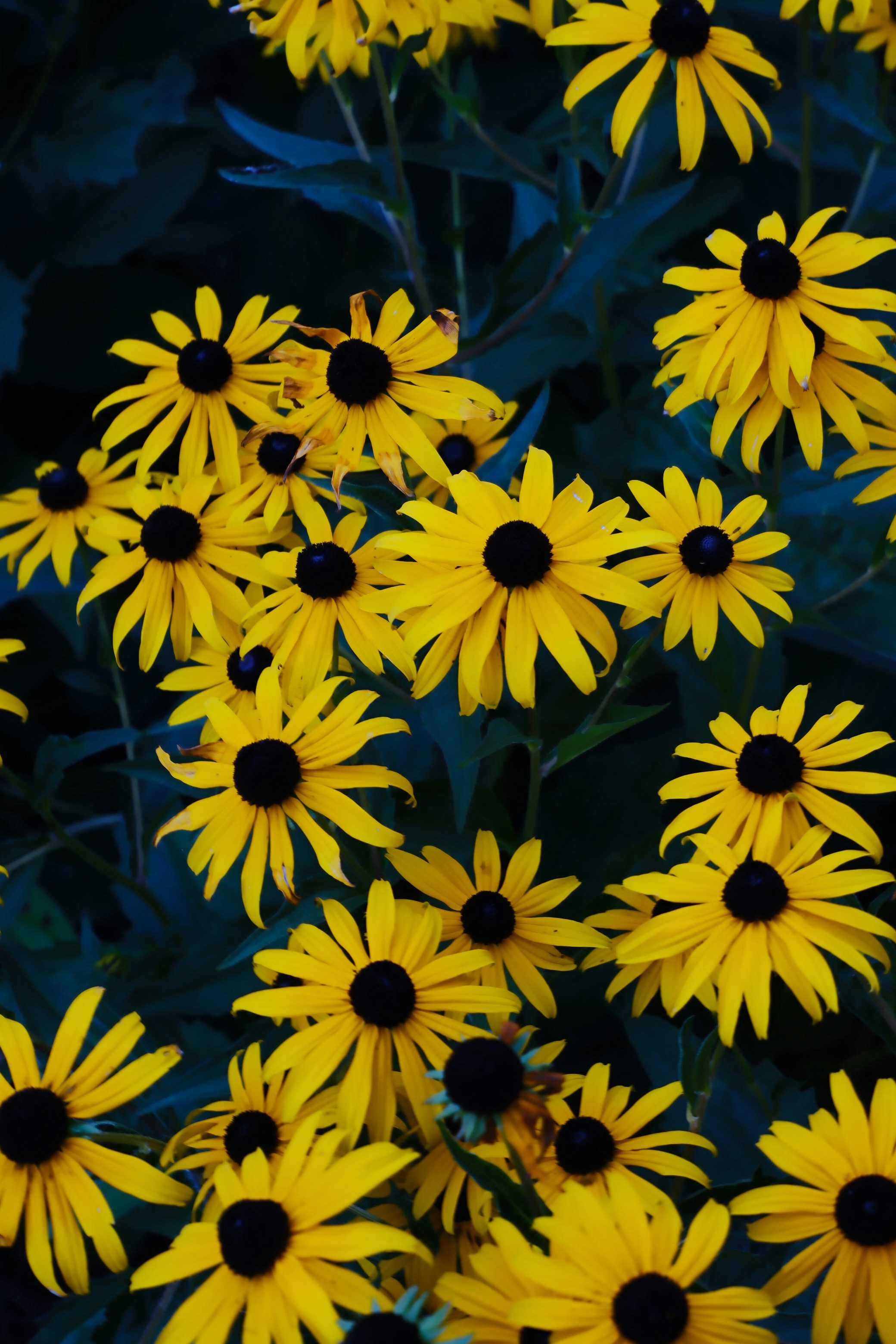 Dense cluster of bright yellow daisies with dark centers fills the frame, creating a vibrant flower bed composition.