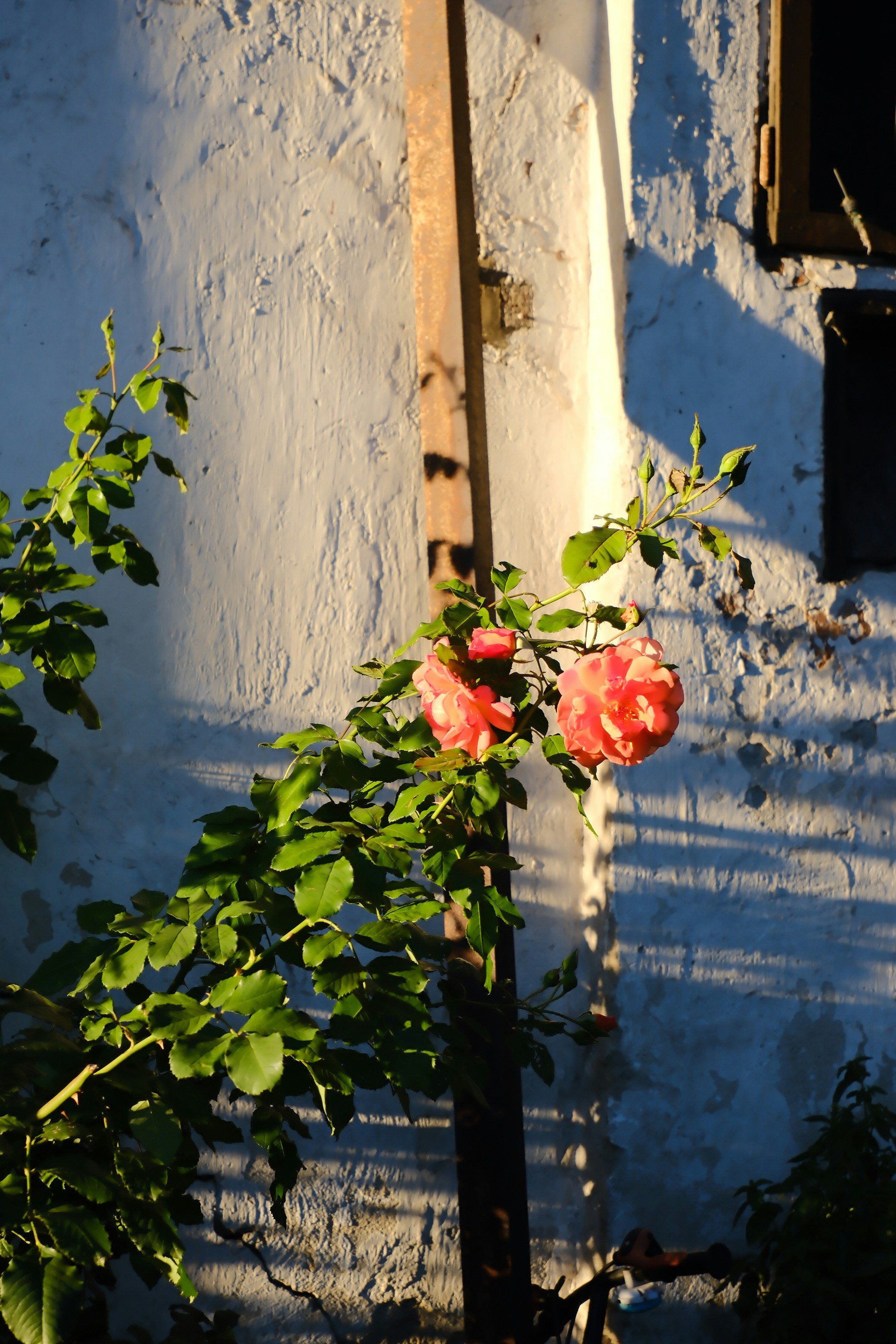 Pink roses climbing the sunlit white-walled wall