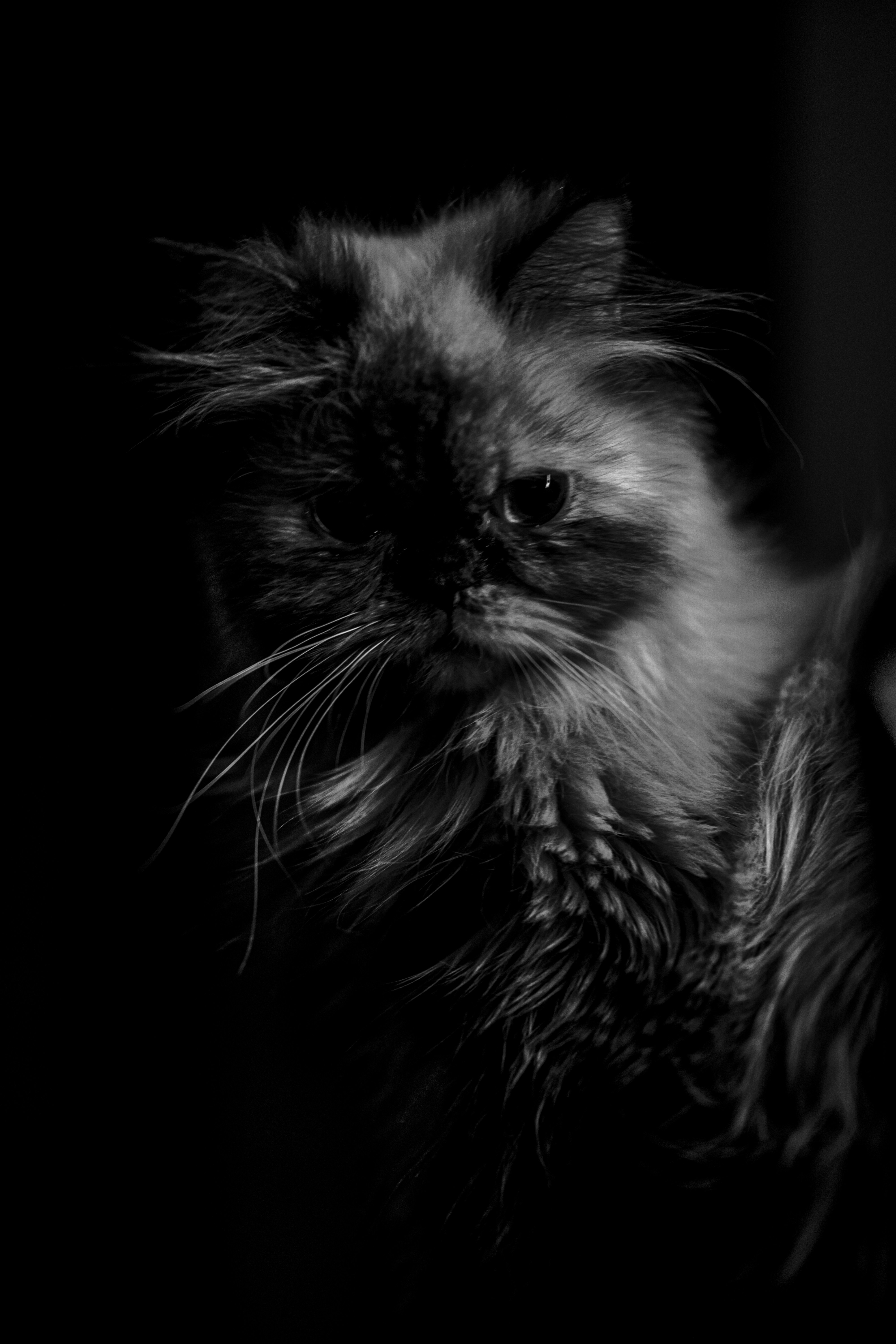Shadowed Grace: A Quiet Moment with a Persian Cat