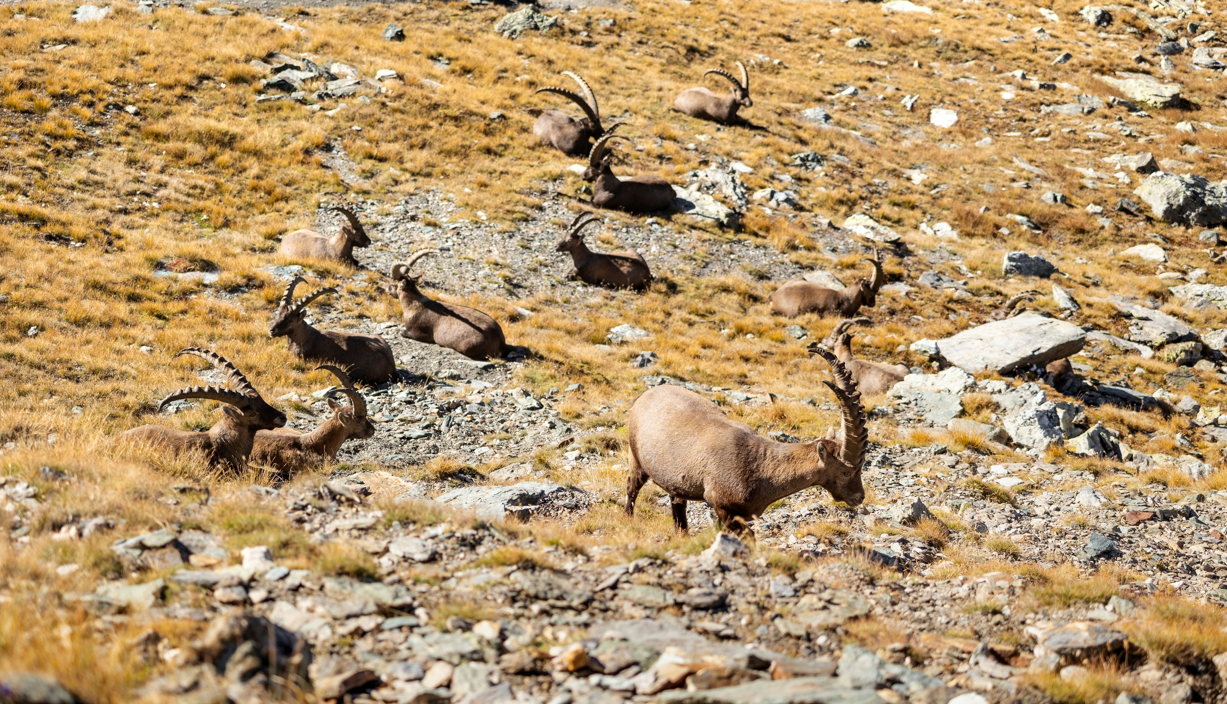 Herd of Alpine Ibex on sunlit scree, a granite sea under a crisp sky