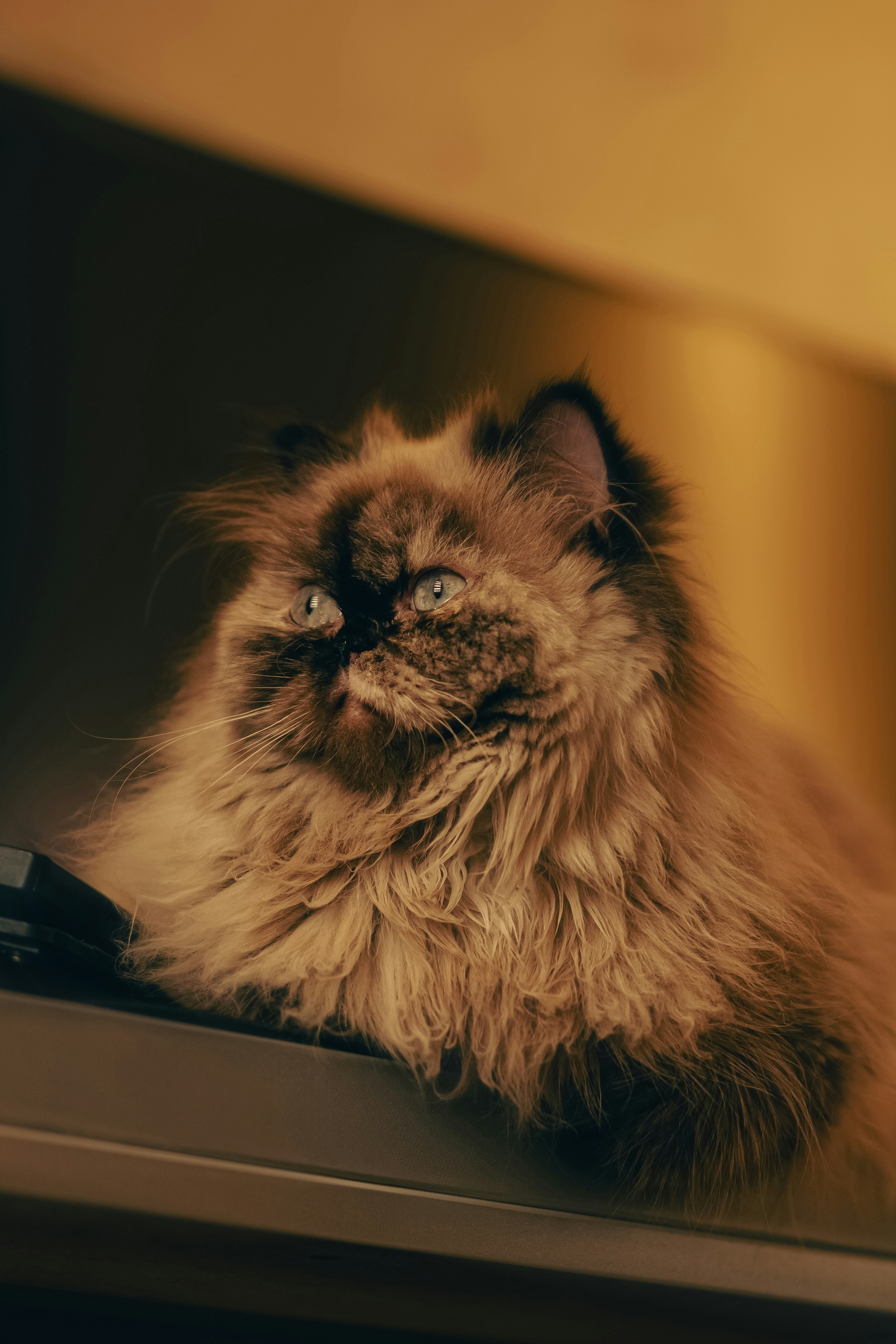 Fluffy Majesty in a Warm Alley