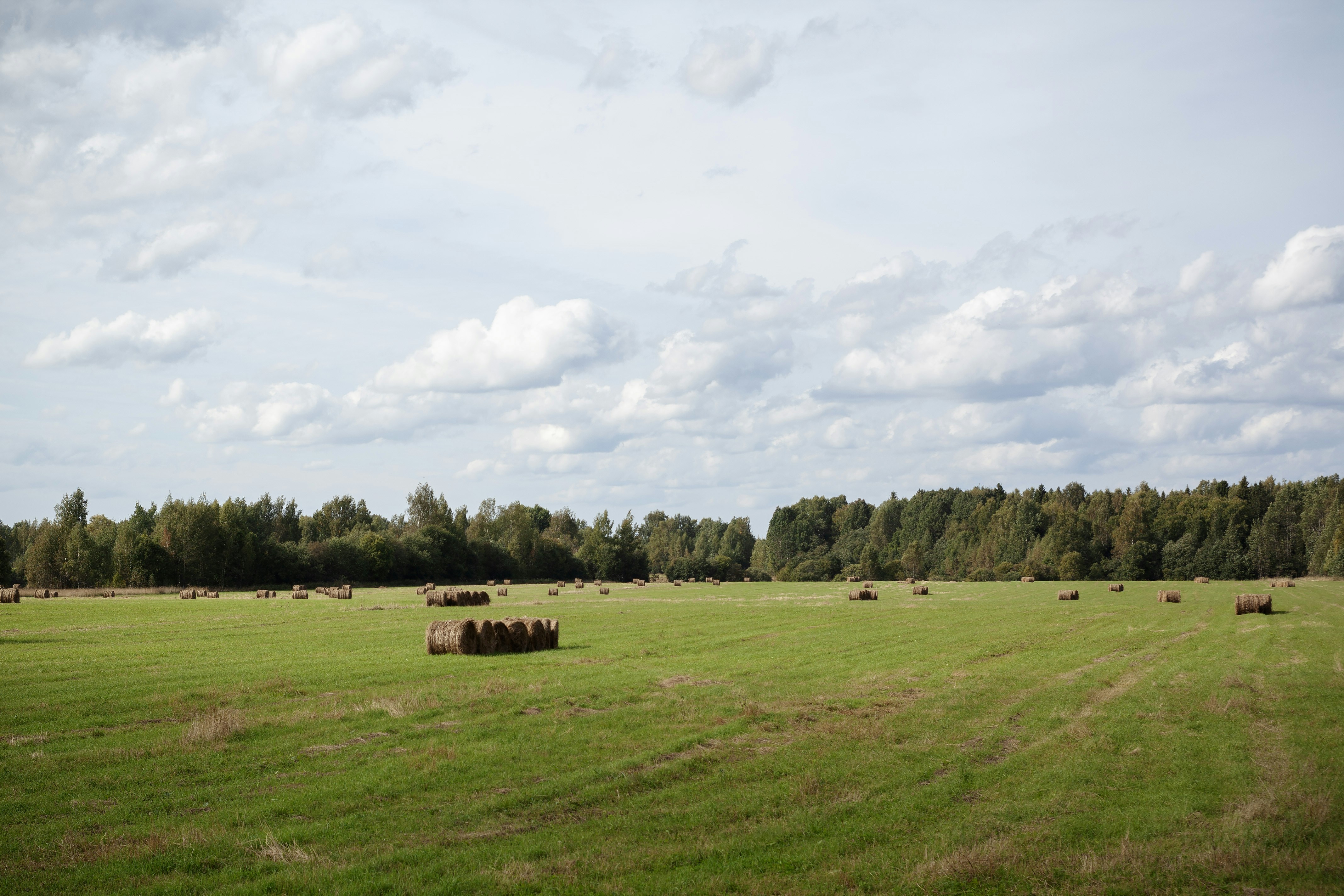 Rolls of golden hay scattered across a sunlit pasture under a puffy sky