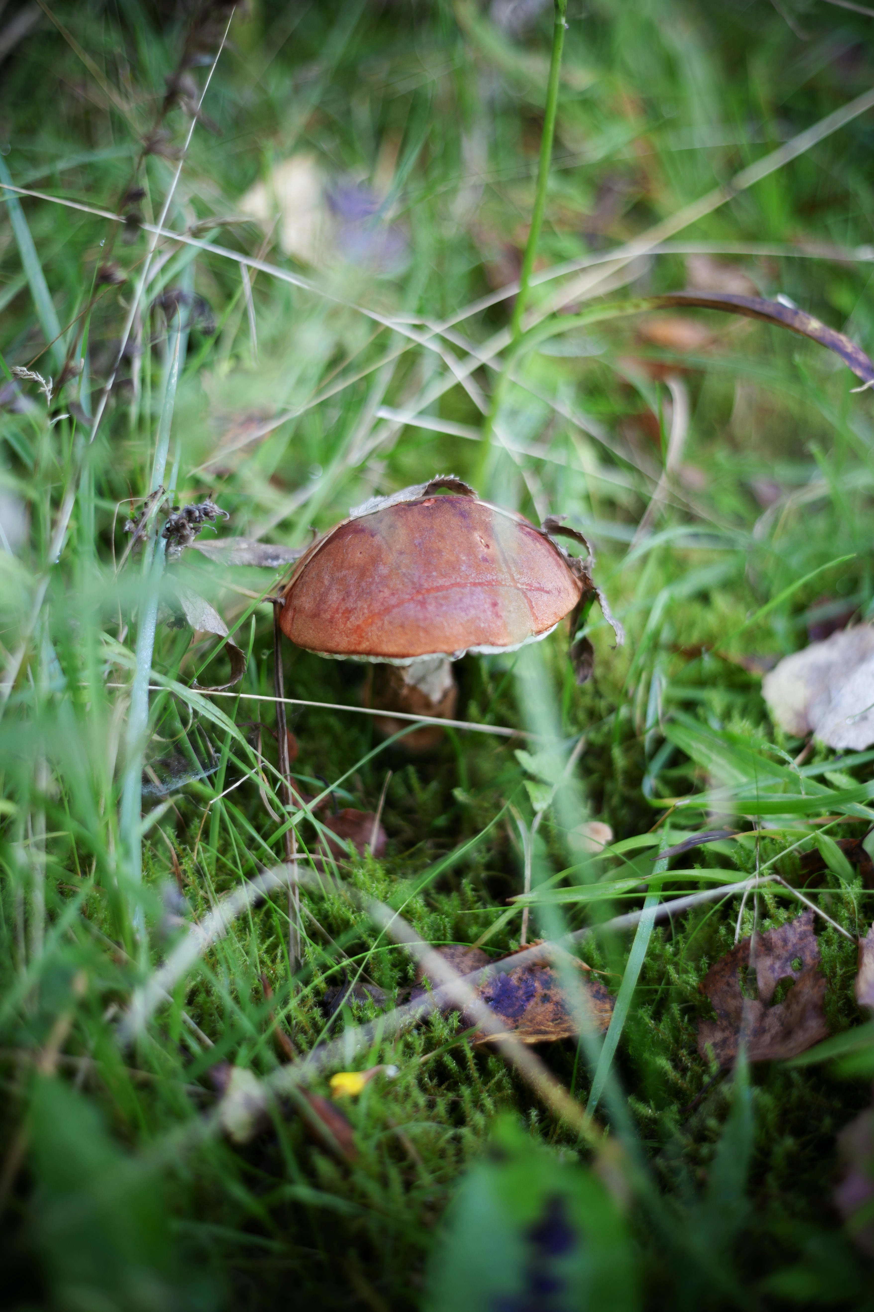 A lone mushroom anchors the mossy clearing