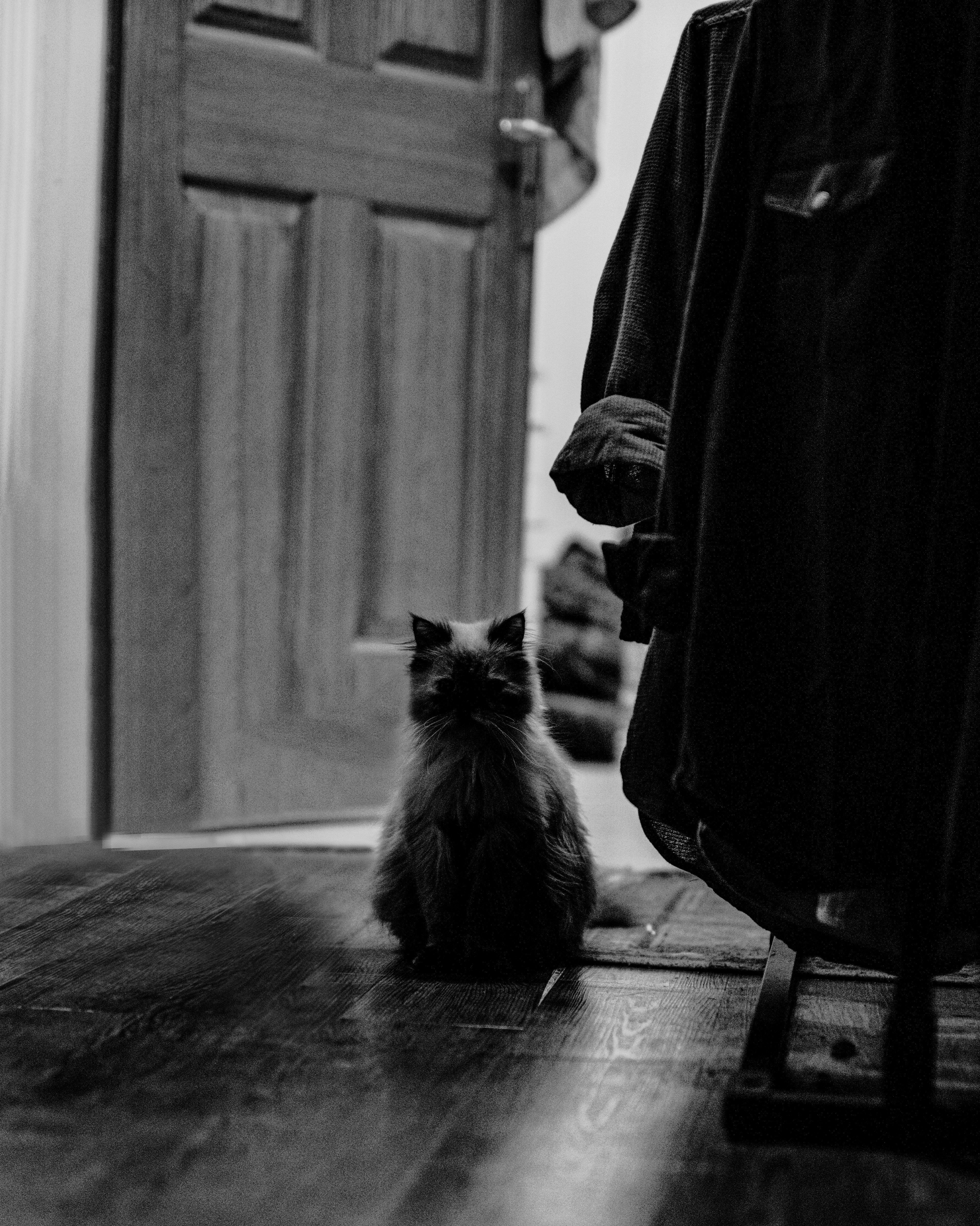 Whiskers in the Hall: A Quiet Moment by the Door