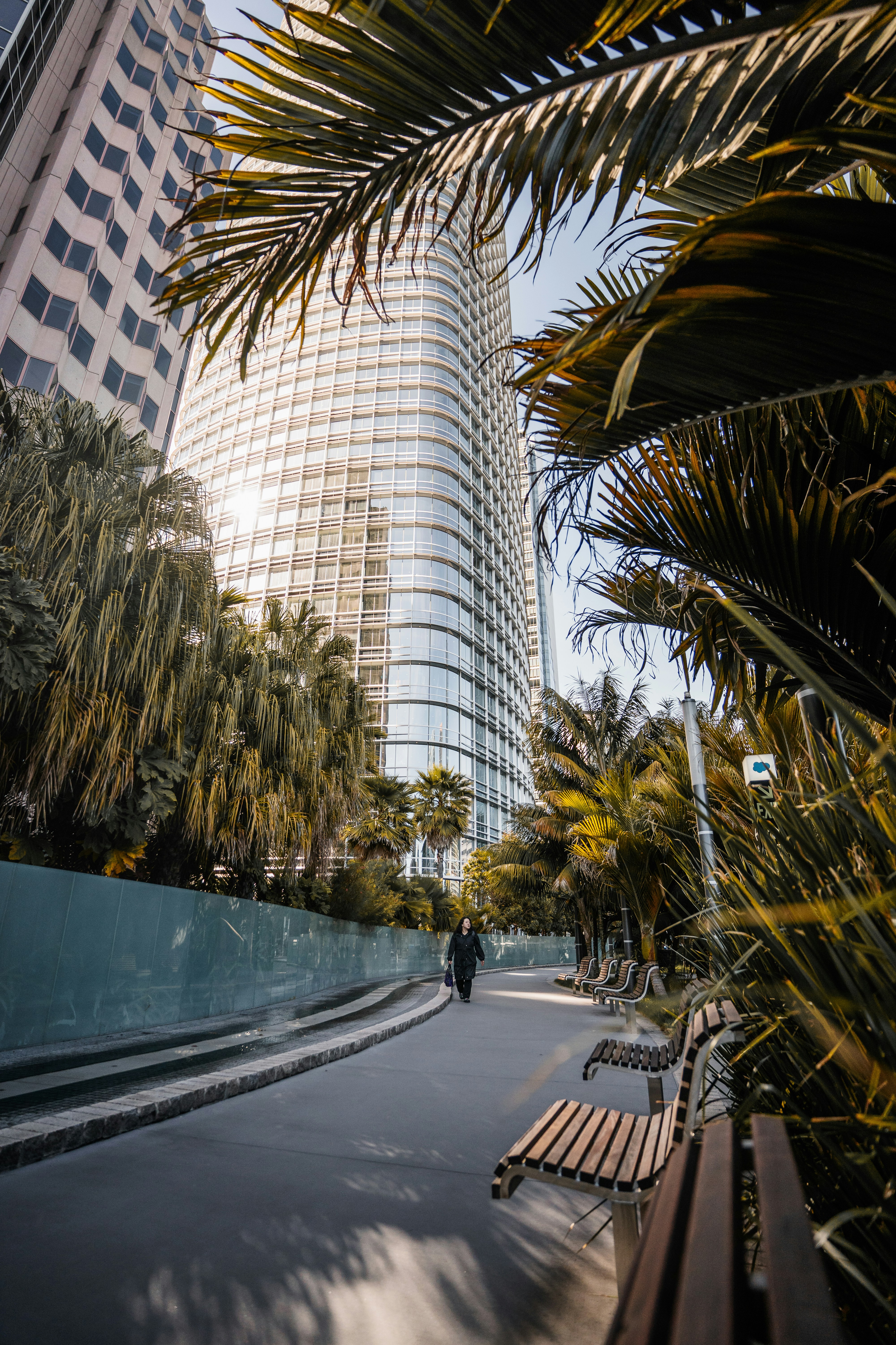 Urban Canyon: Palm-Lined Walkway to a Glassy Tower