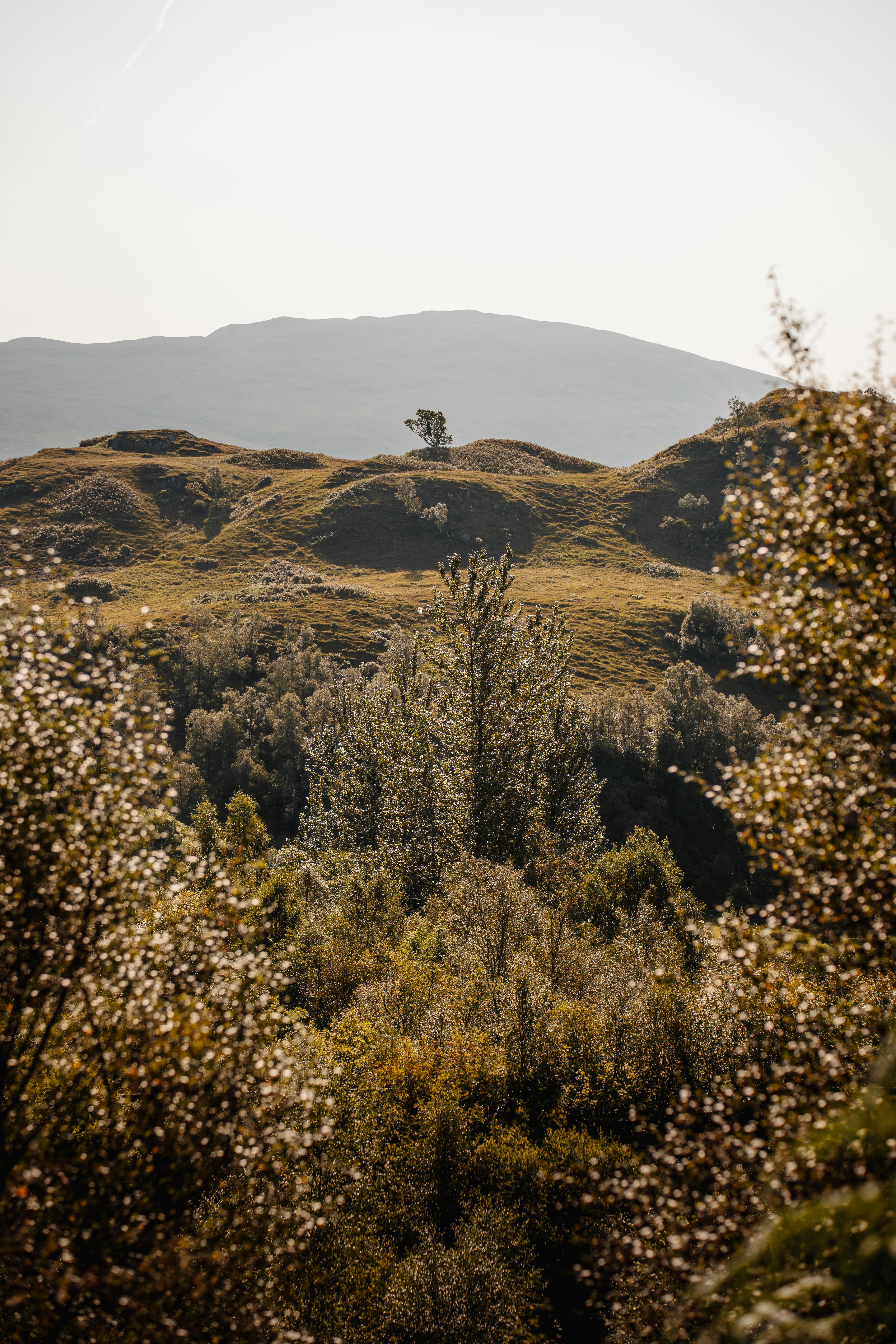 Rolling hills and distant mountains framed by a cluster of autumn trees in the foreground; the scene emphasizes quiet landscape and natural textures. (Logo/illustration not present.)