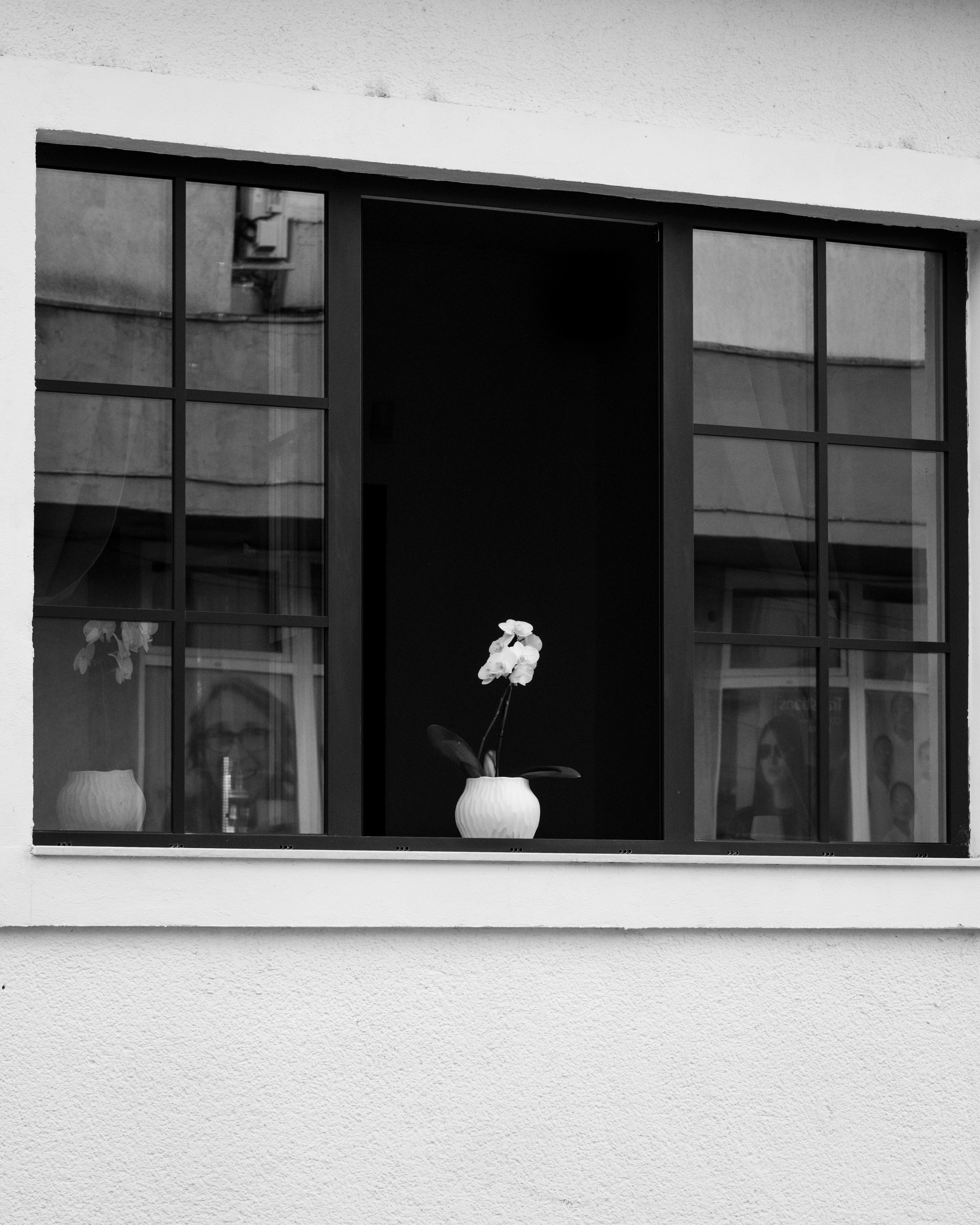 Center Window Blossom: A Minimal Still Life in Monochrome