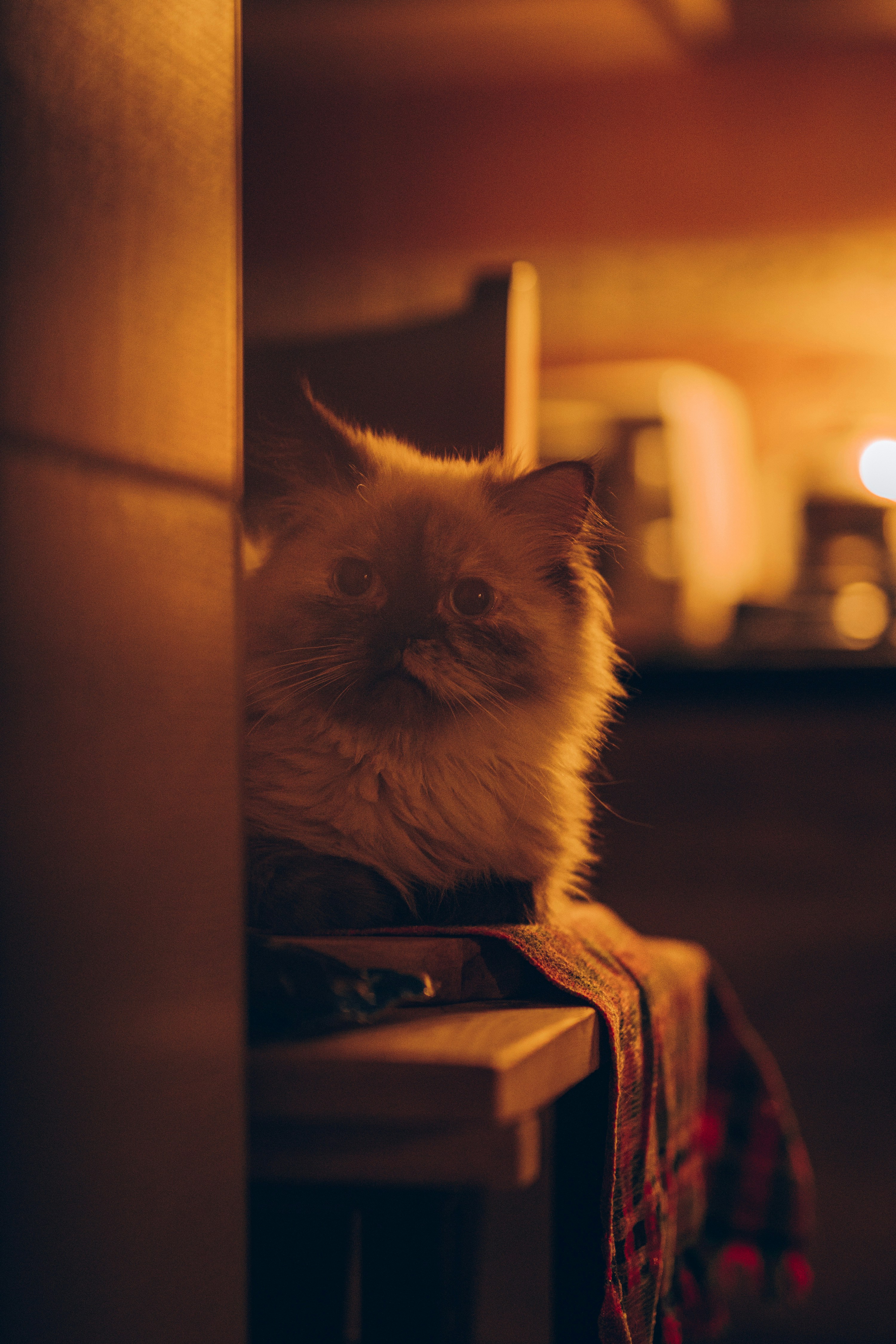 A Himalayan cat peeking out in warm, cozy ambient light