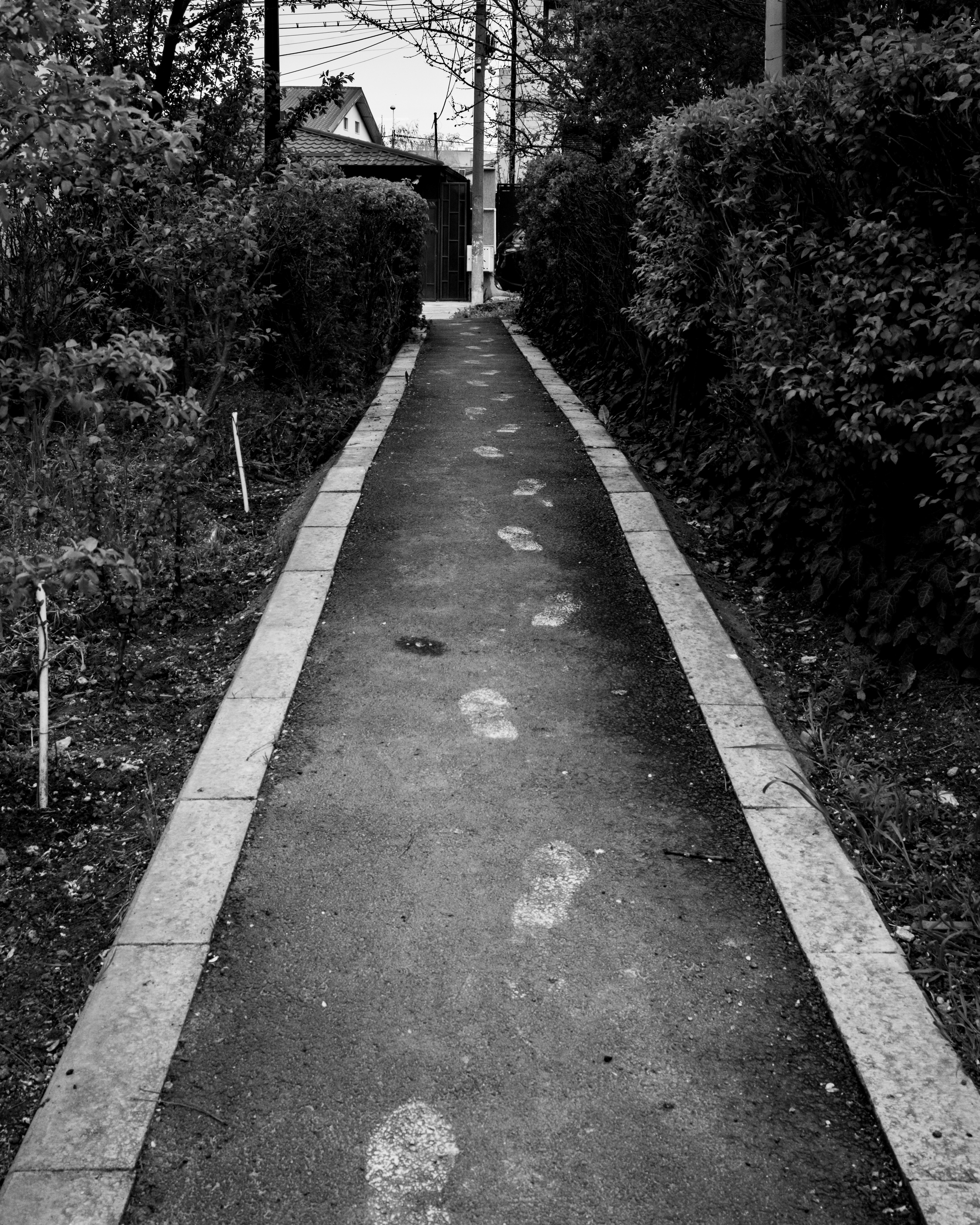 Footsteps Down the Quiet Path