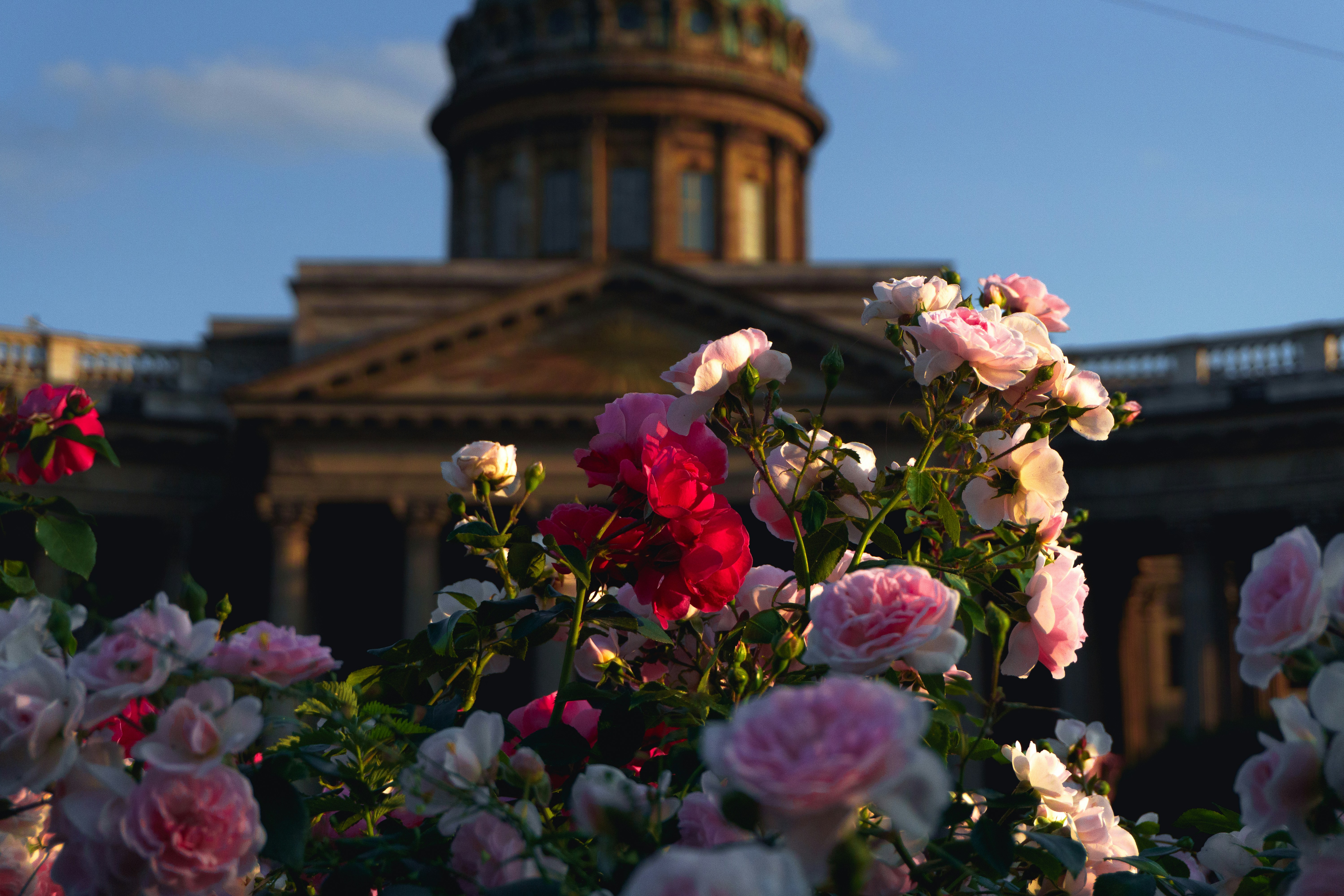 Pink and red roses blooming in front of a domed neoclassical building