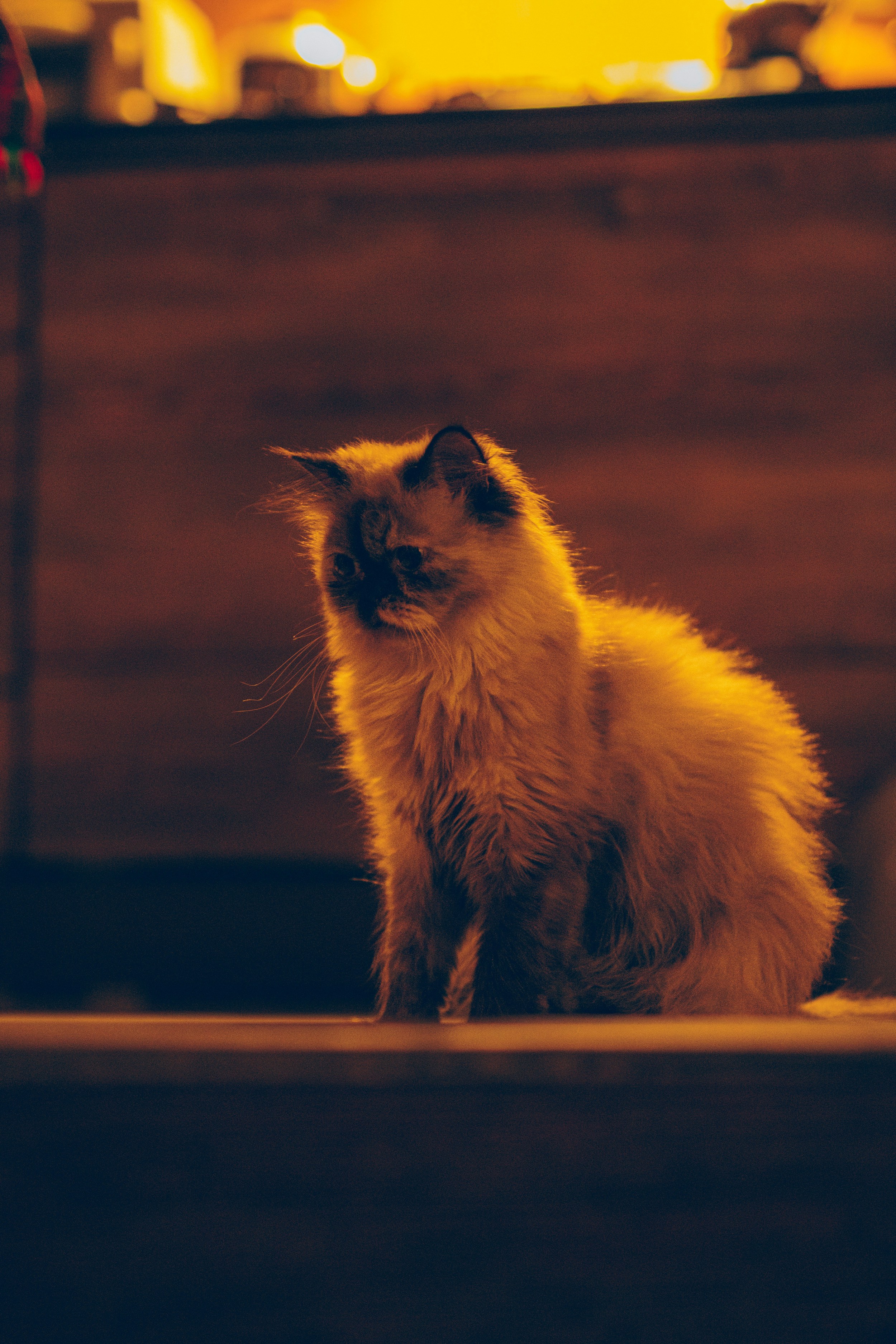 Amber Sentinel: a lonely cat under warm urban glow