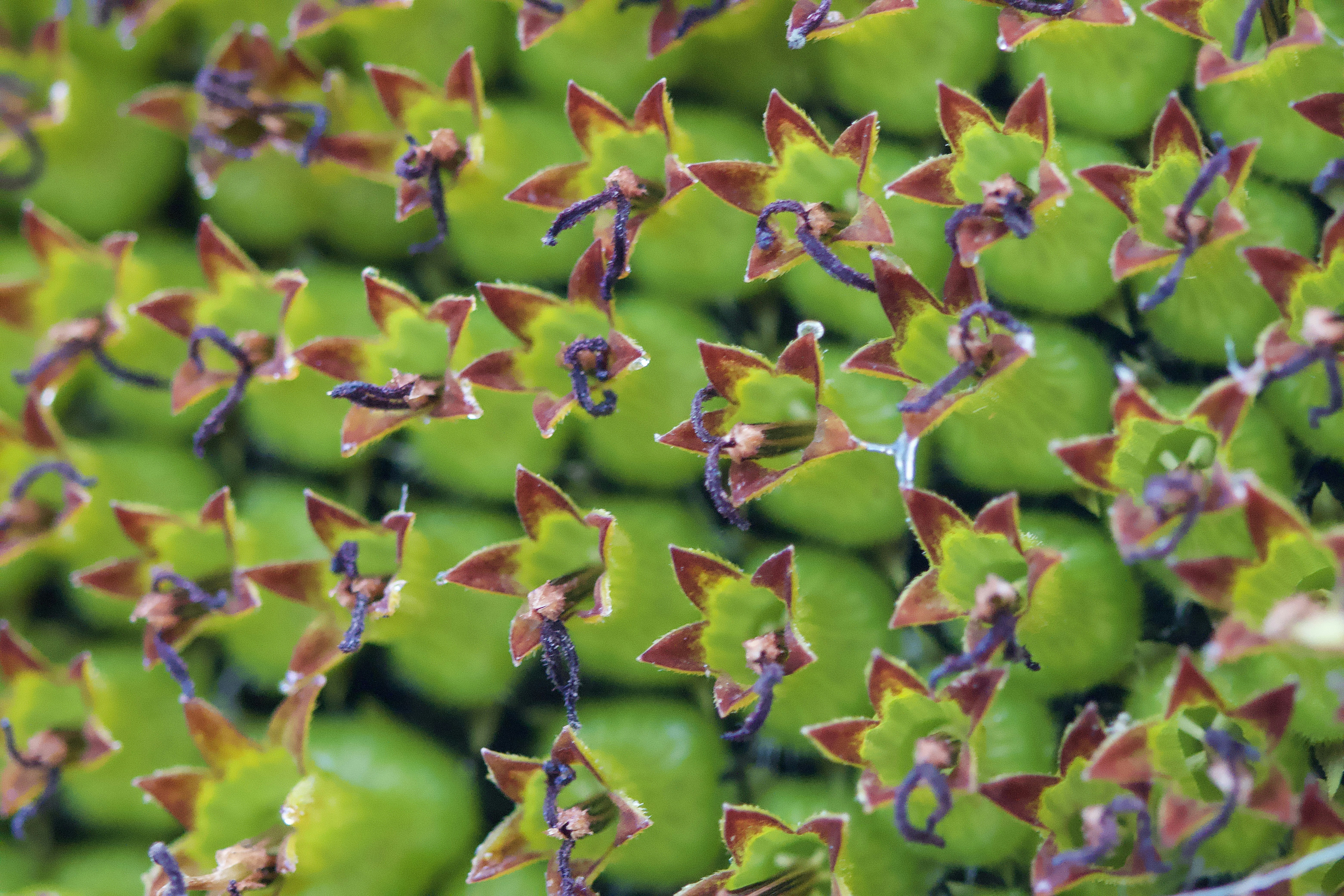 Crimson-tipped Foliage: A Sea of Emerald Edges
