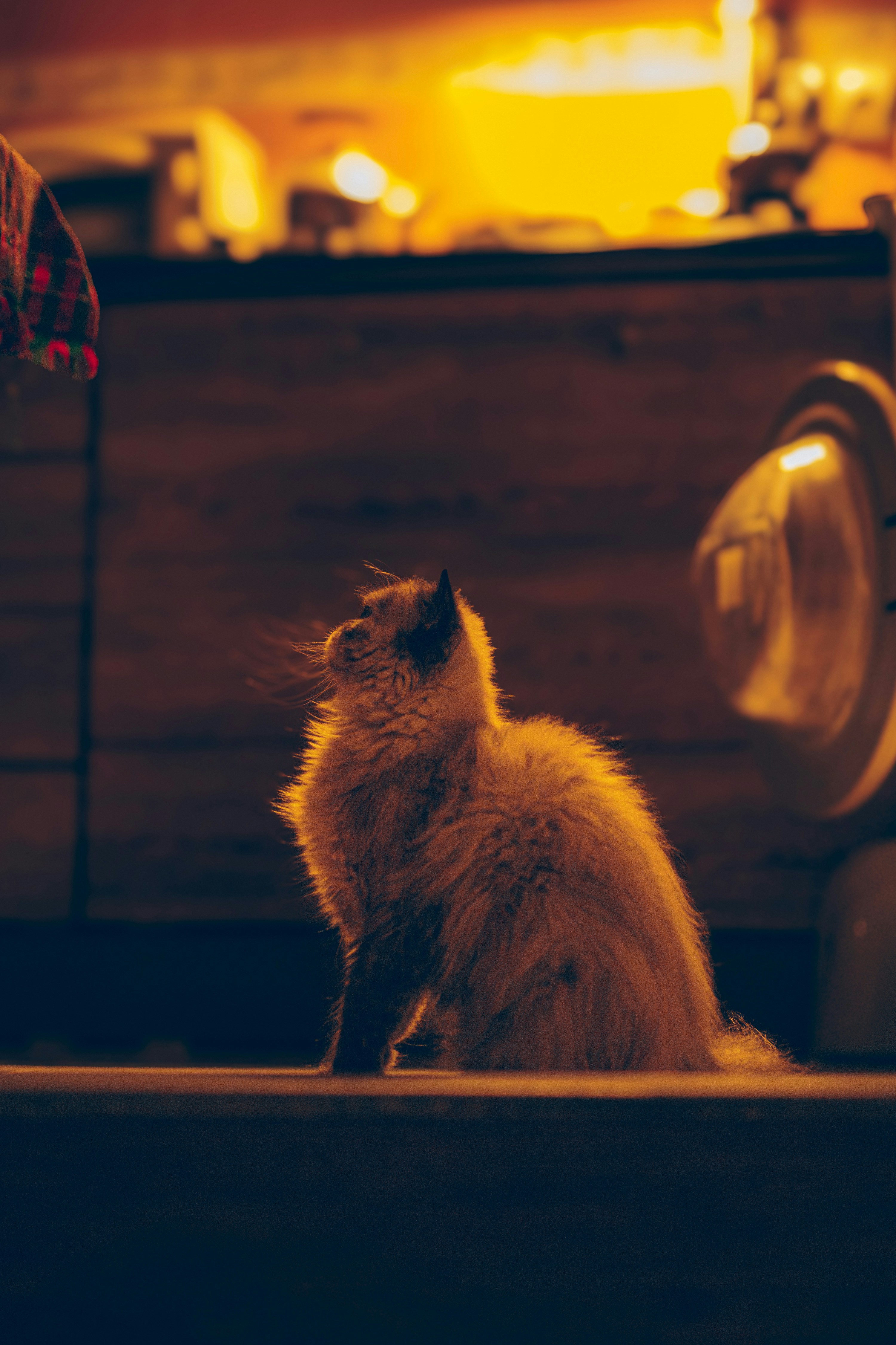 Nighttime Whiskers: A Cat’s Quiet Gaze by Neon and Wood