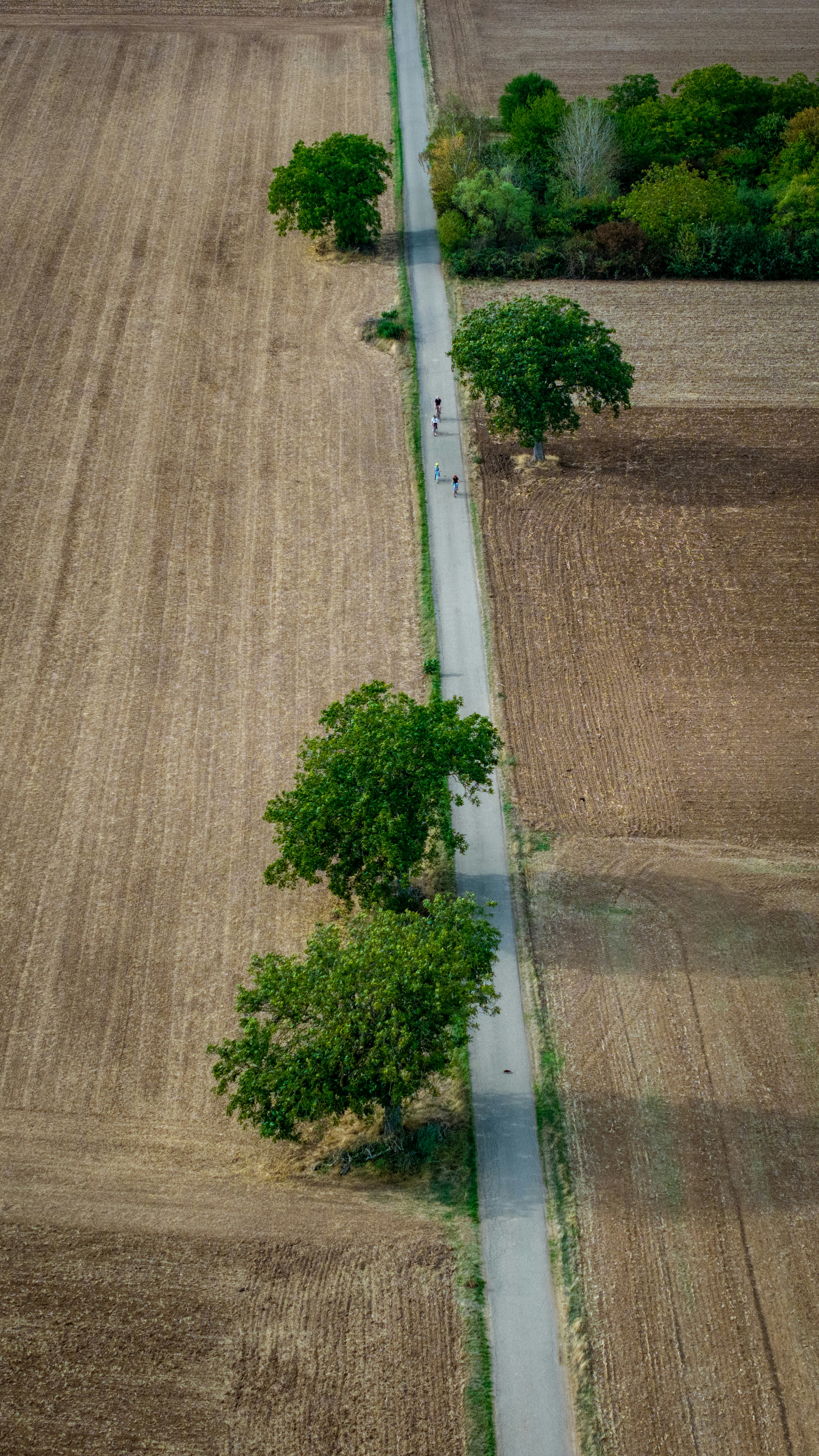 Verdant Arrow: A Narrow Rural Path Splitting Fields