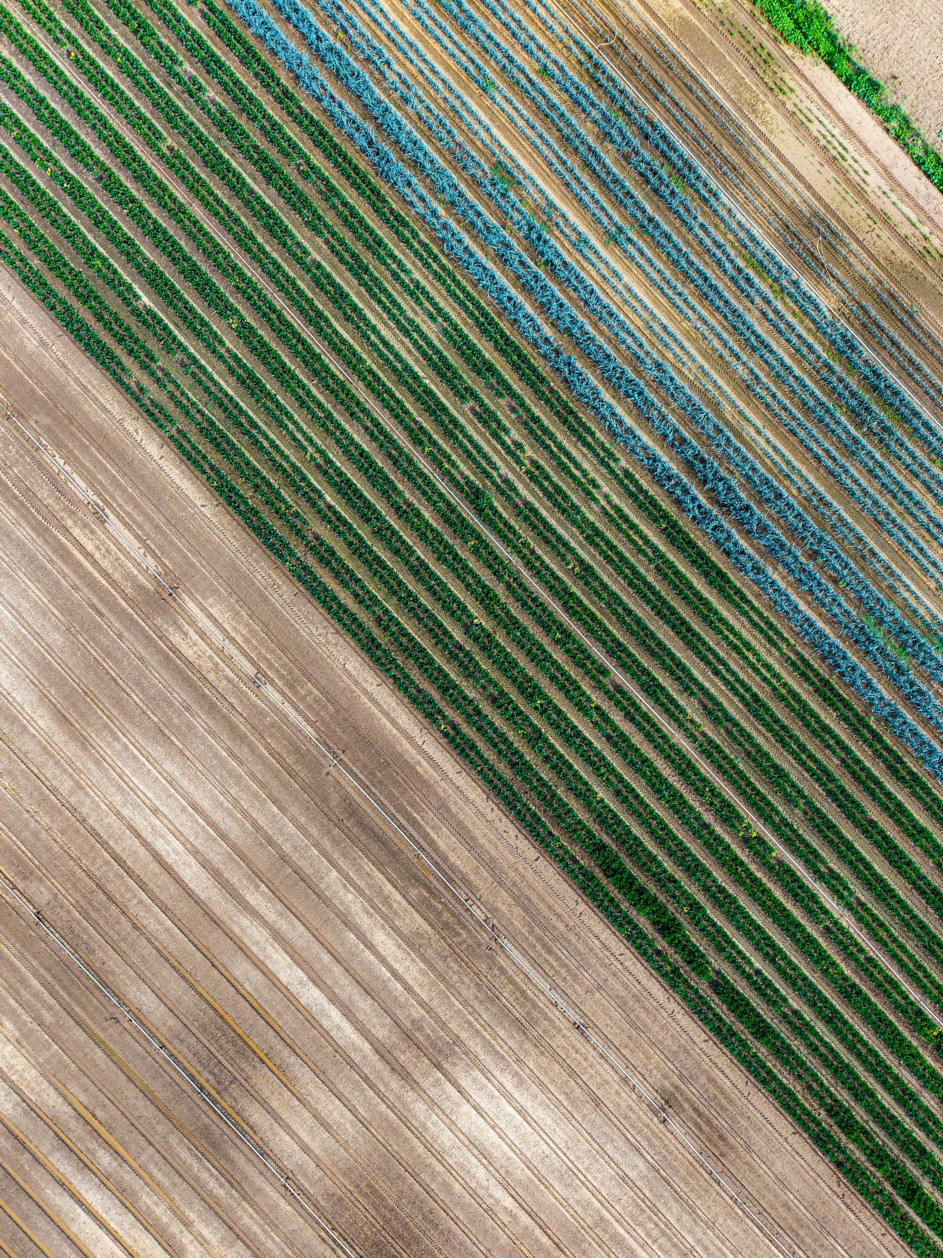 Stripes of Harvest: An Aerial Portrait of Field Rows and Color Bands