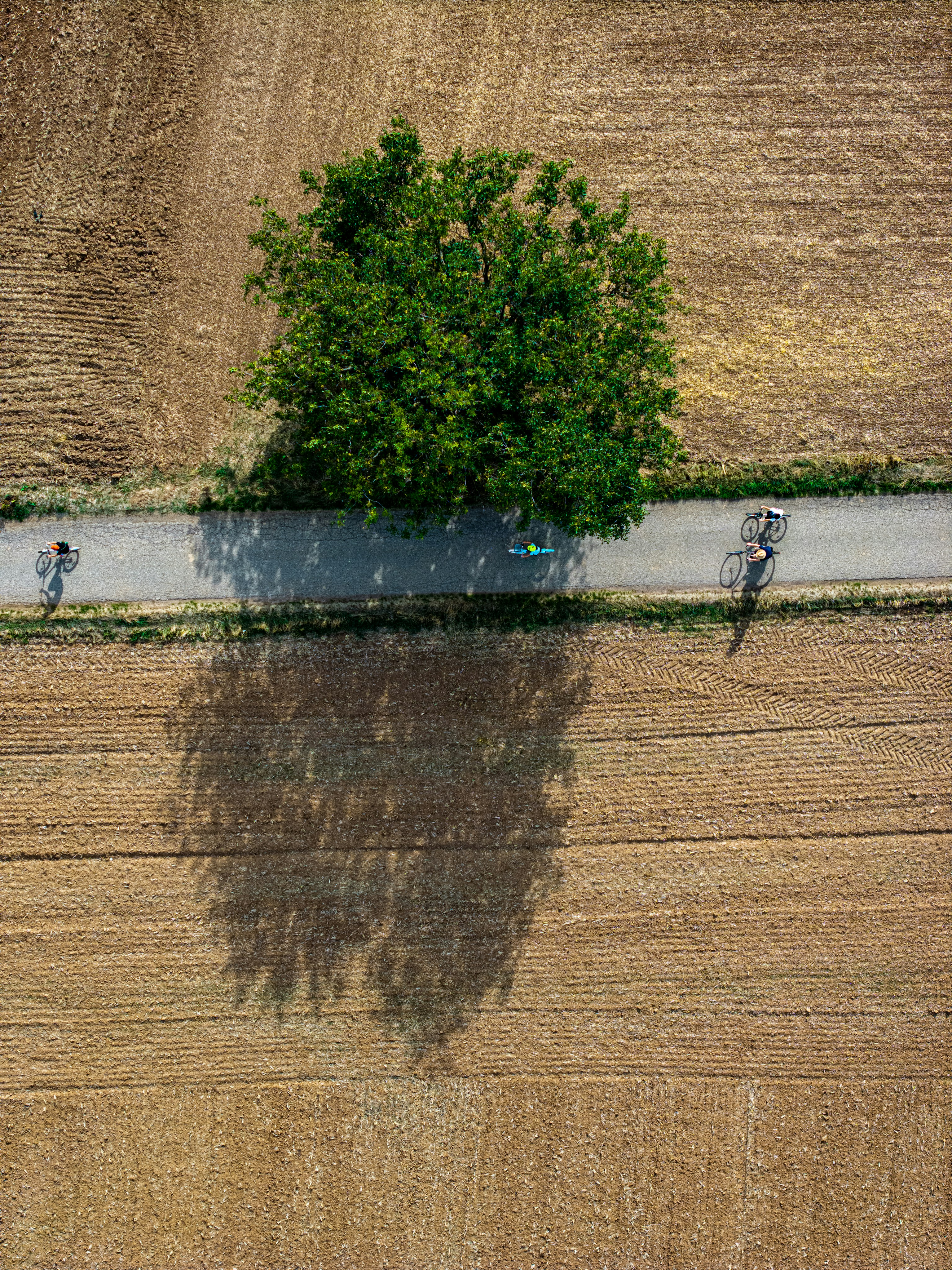 Shared Path Under a Canopy: A Drone’s Eye View of a Tree, Cyclists and Shadow