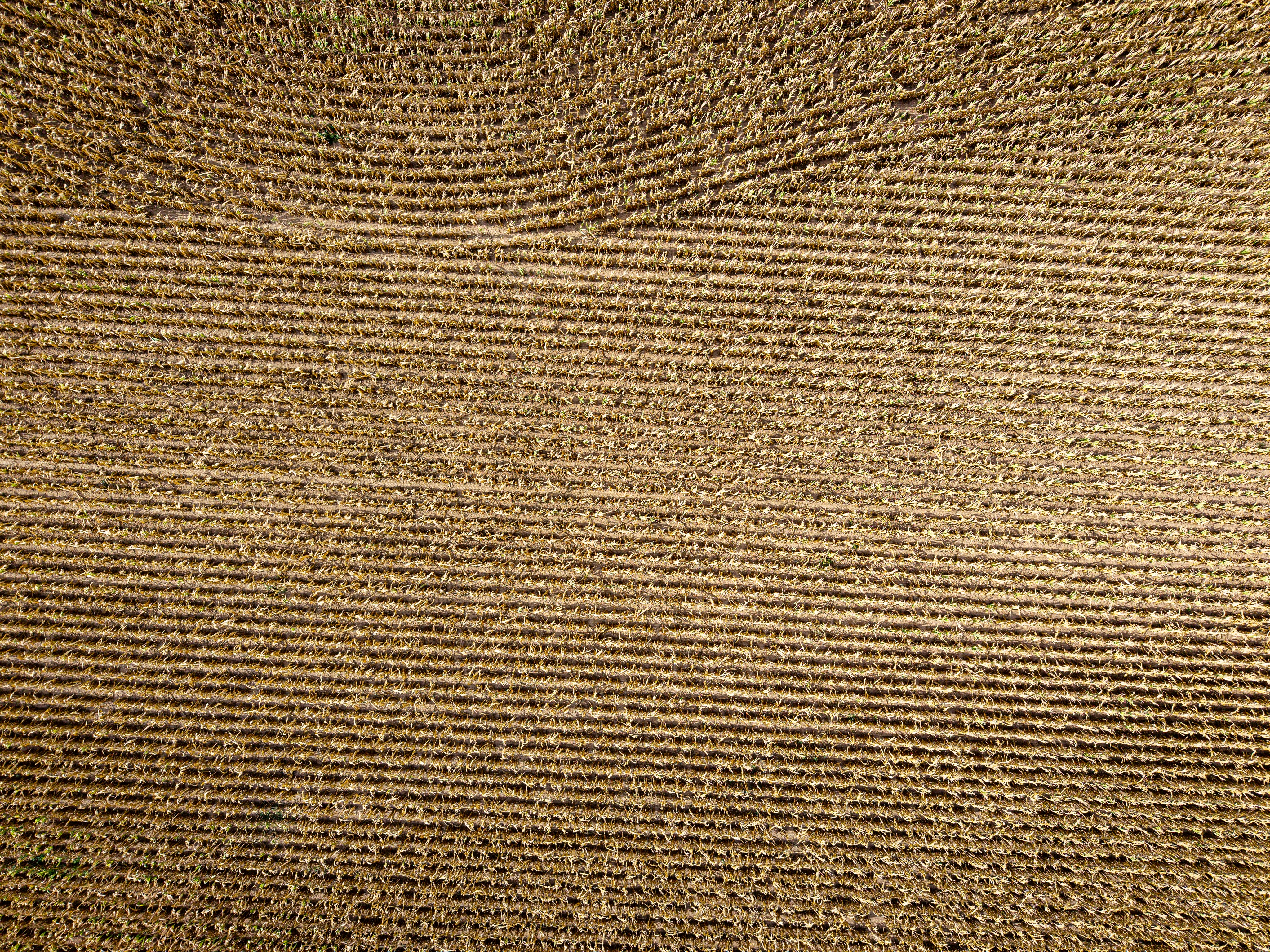 Curved Harvest: Terraced Field Textures in Dusk Light