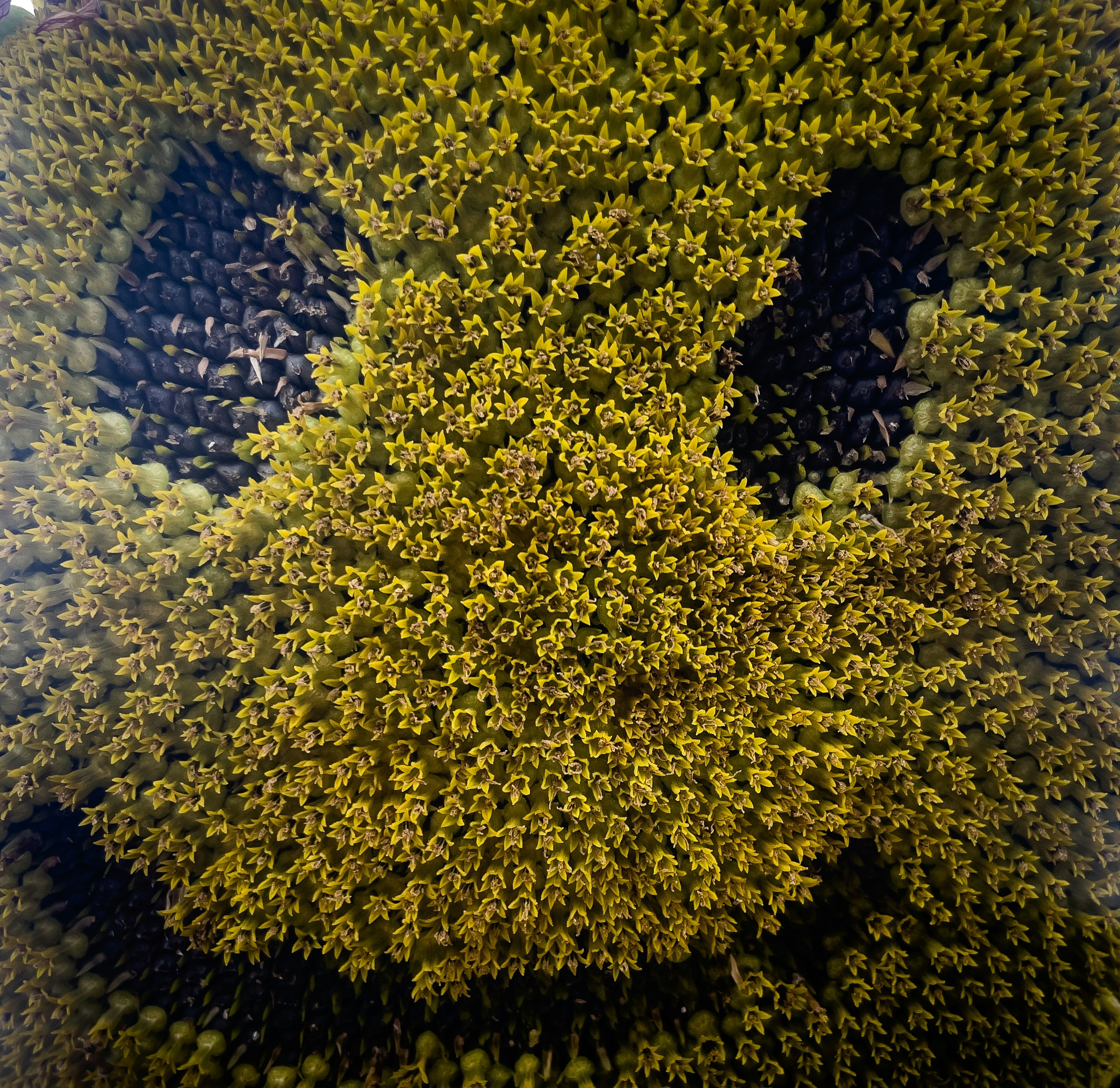 Close-up of a textured moss or succulent spiral with dense, yellow-green foliage forming a circular pattern; a macro shot emphasizing natural repetition and depth. This is a plant detail rather than a logo, illustration, painting, or cartoon.