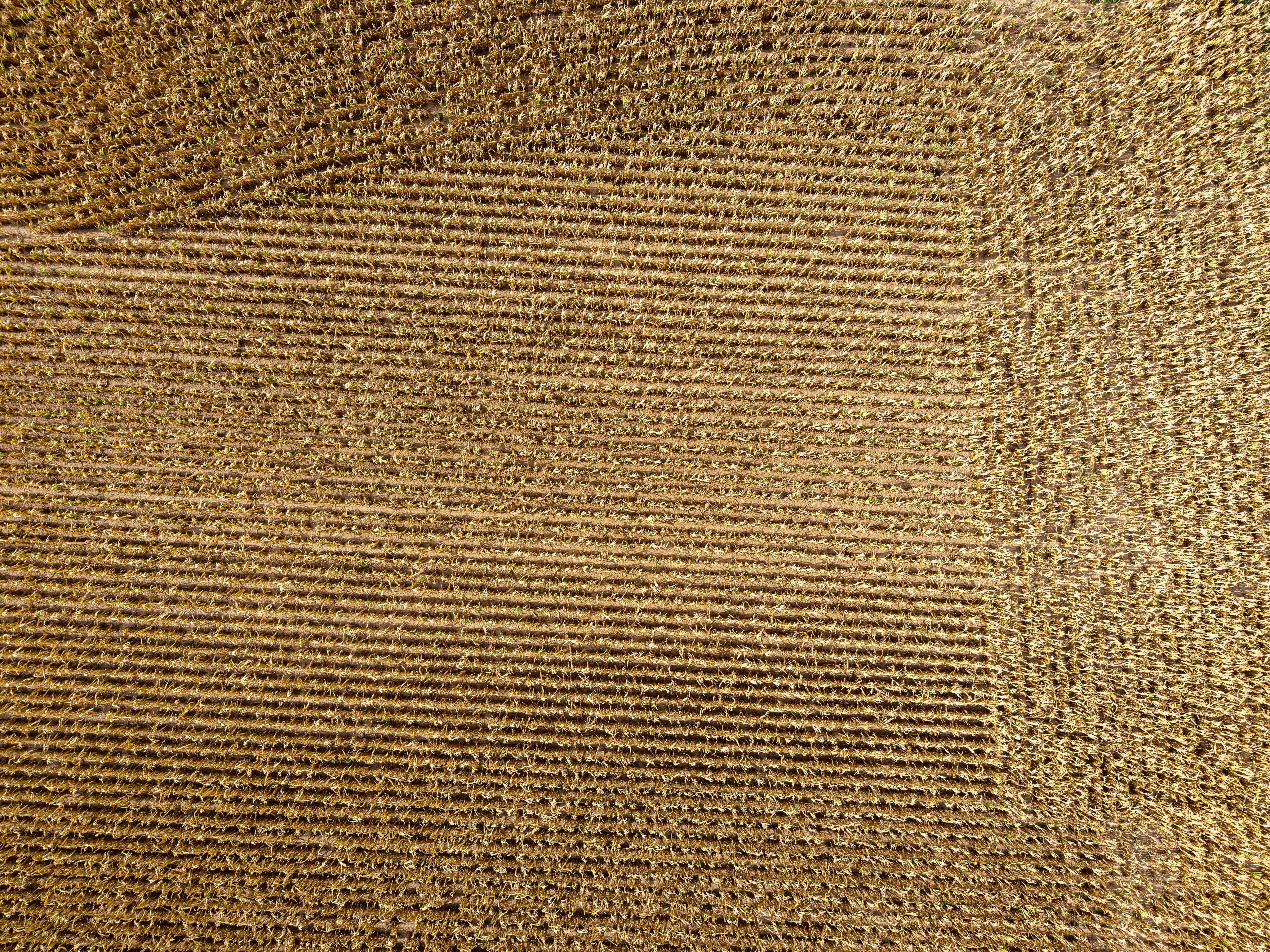 Parallels of crop stubble stretch across a wide agricultural field, captured in warm, earthy tones to emphasize texture and pattern.