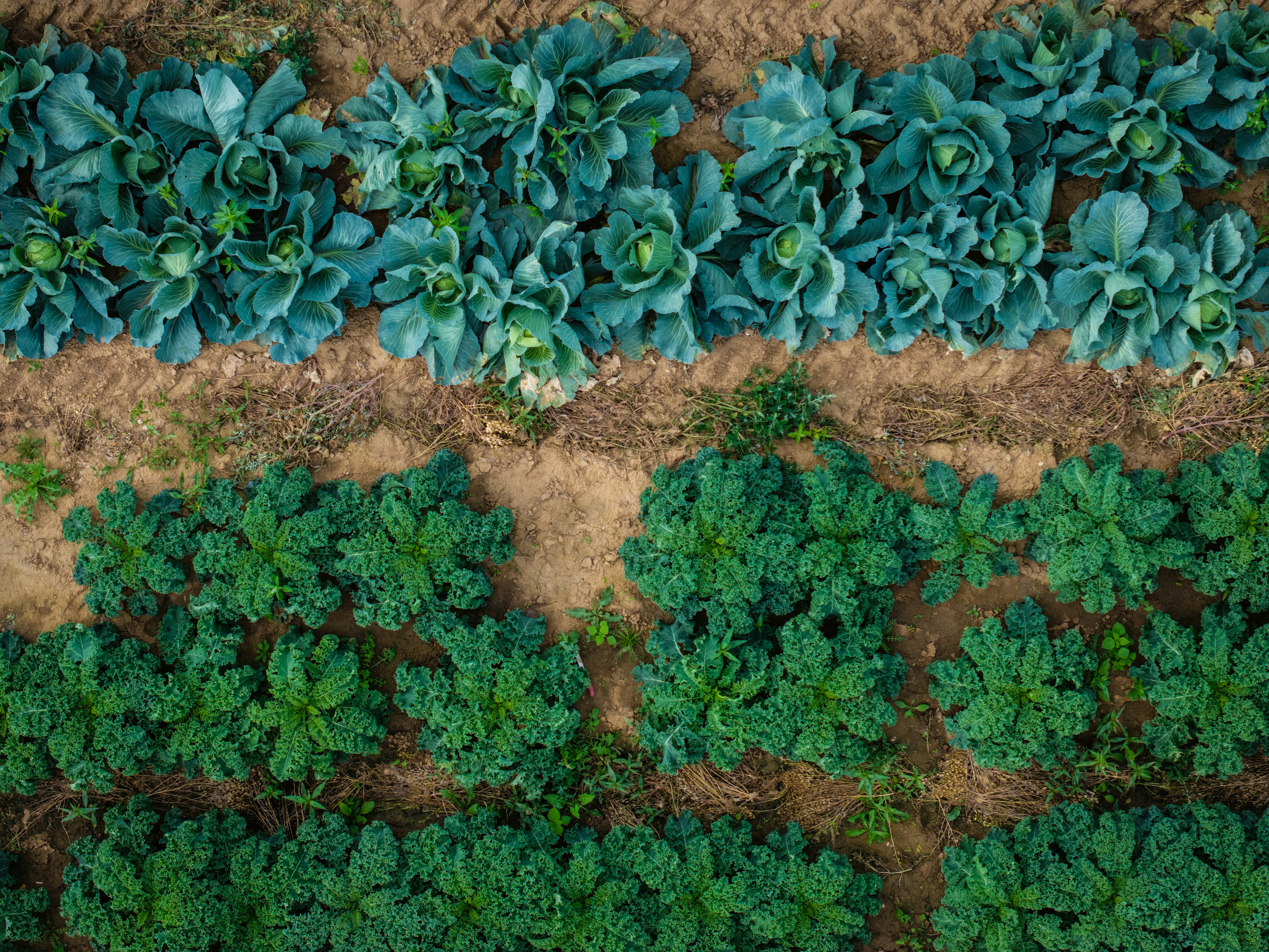 Row by Row: Verdant Crops in a Bordered Field
