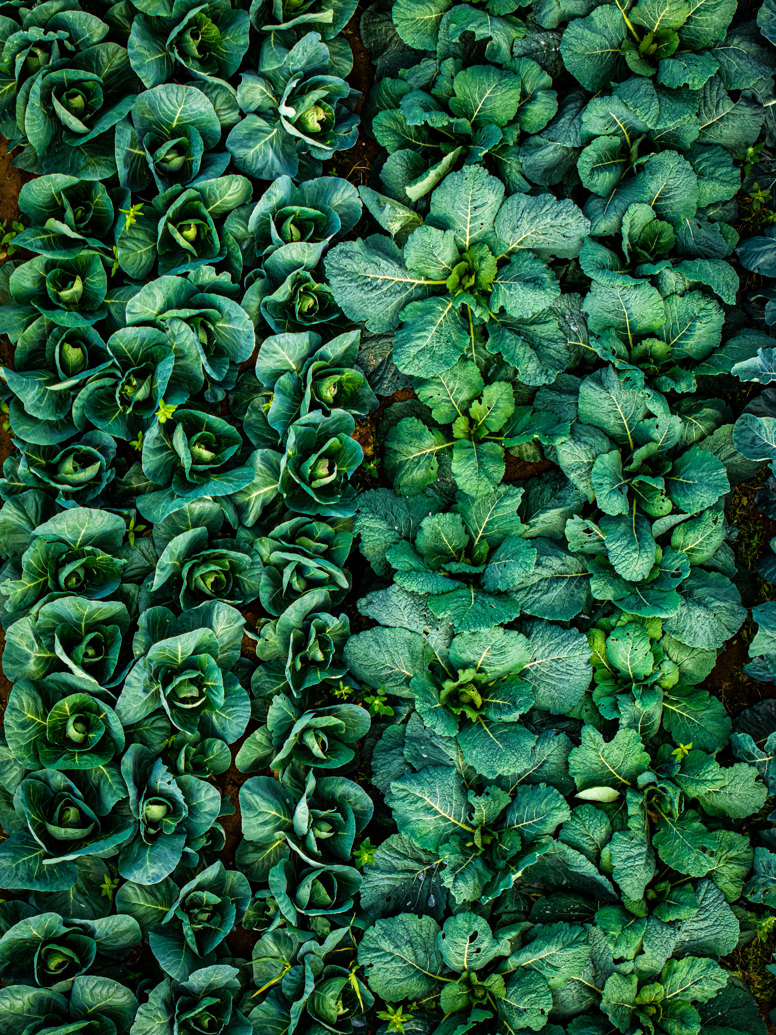 Verdant Grid: Succulent Rows of Green Orbs and Broad Leaves