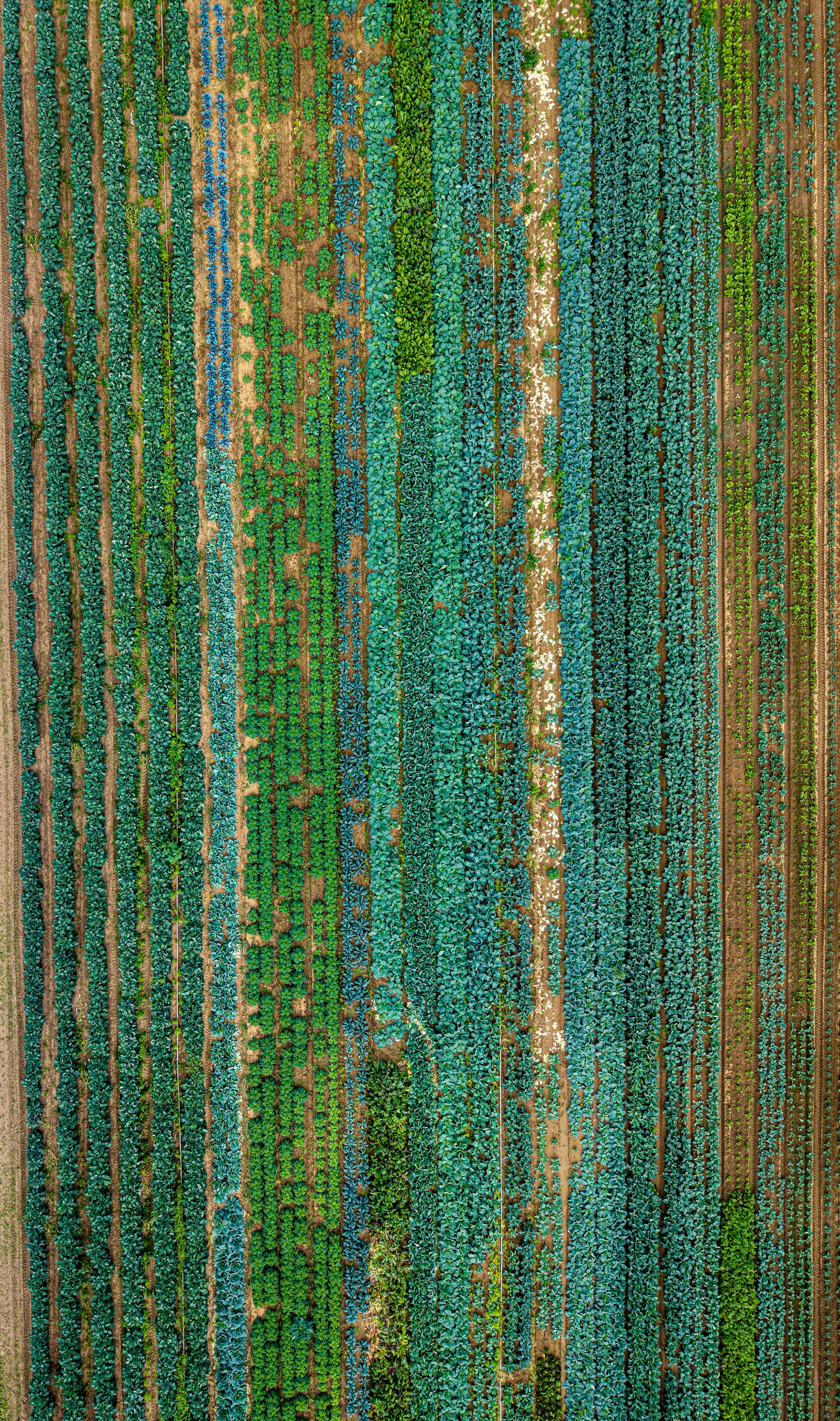 Emerald Corridors: Aerial Lines of Crop Rows in Dappled Dawn Light