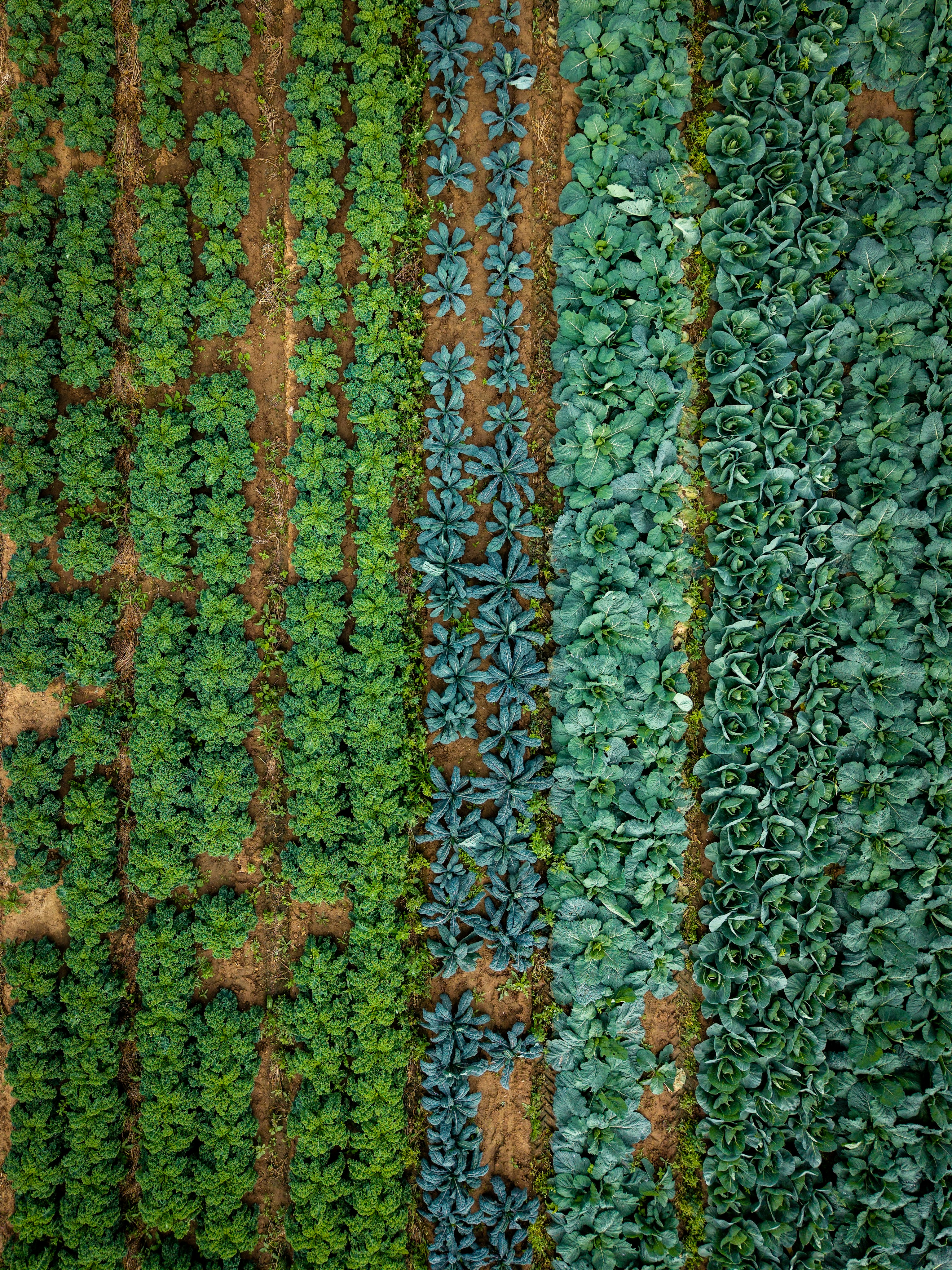 Garden Tunnels: Aerial Stripes of Leafy Rows