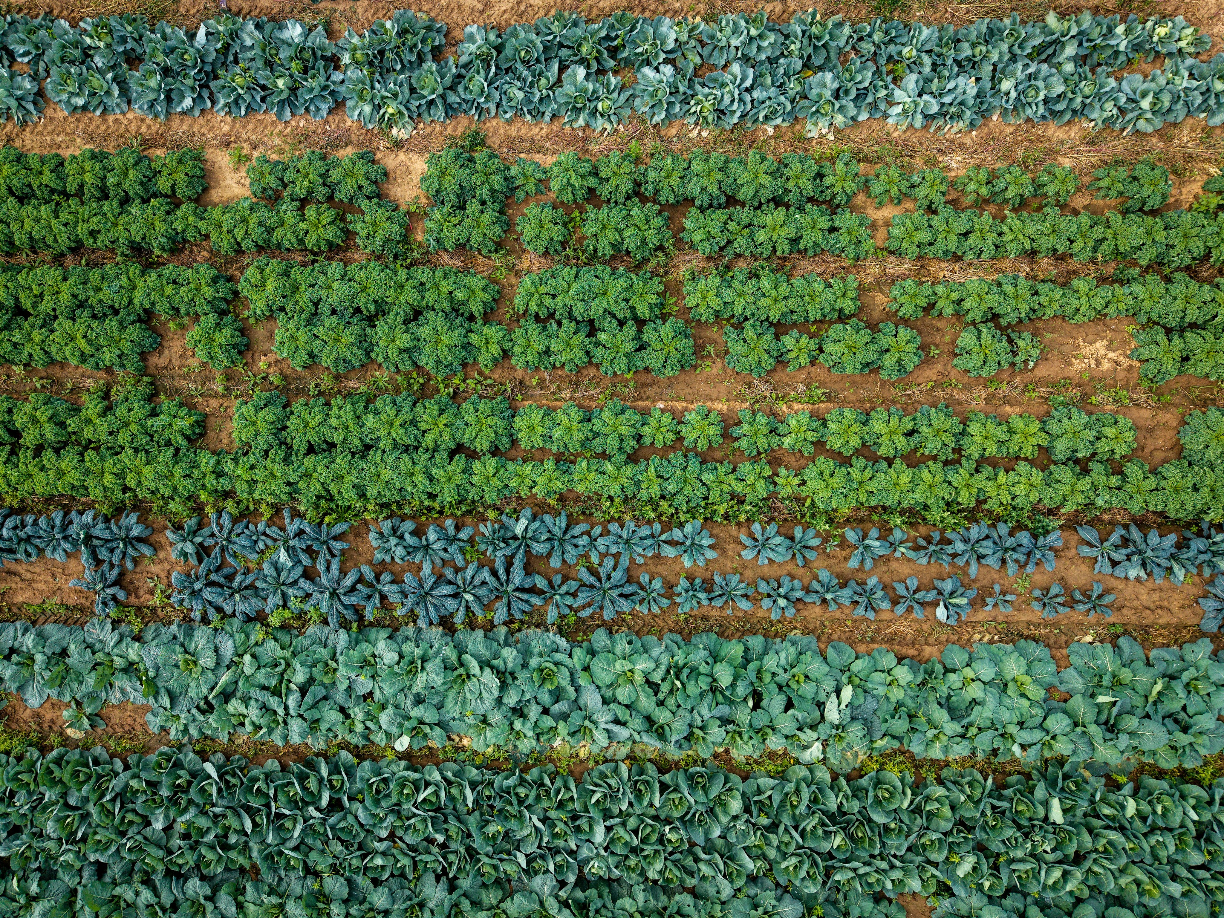Terraced Agrivista: Golden Soil Bands Between Verdant Rows
