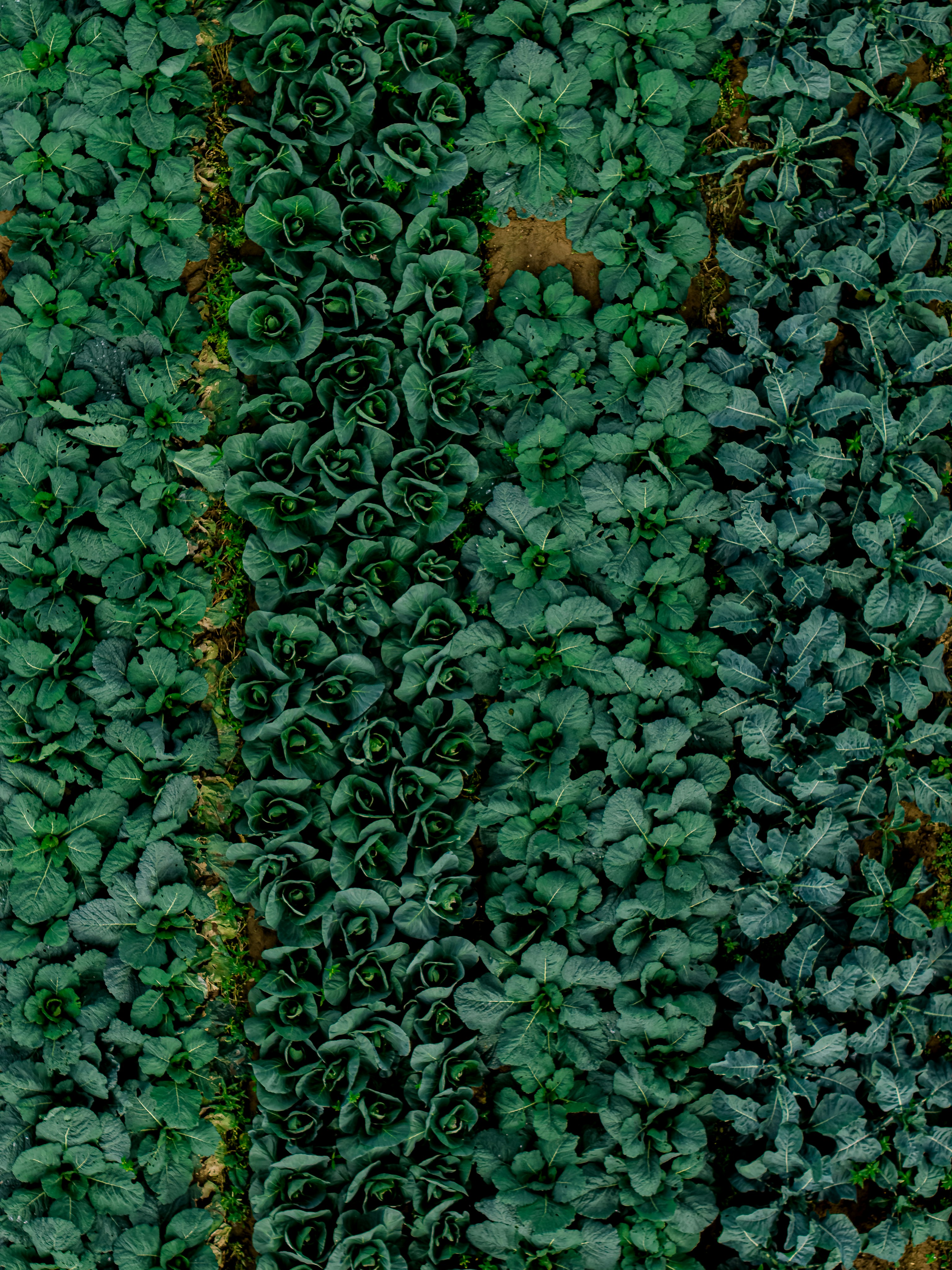 Emerald Rows: A Close-Up of Coastal Succulent Garden in Monochrome Green