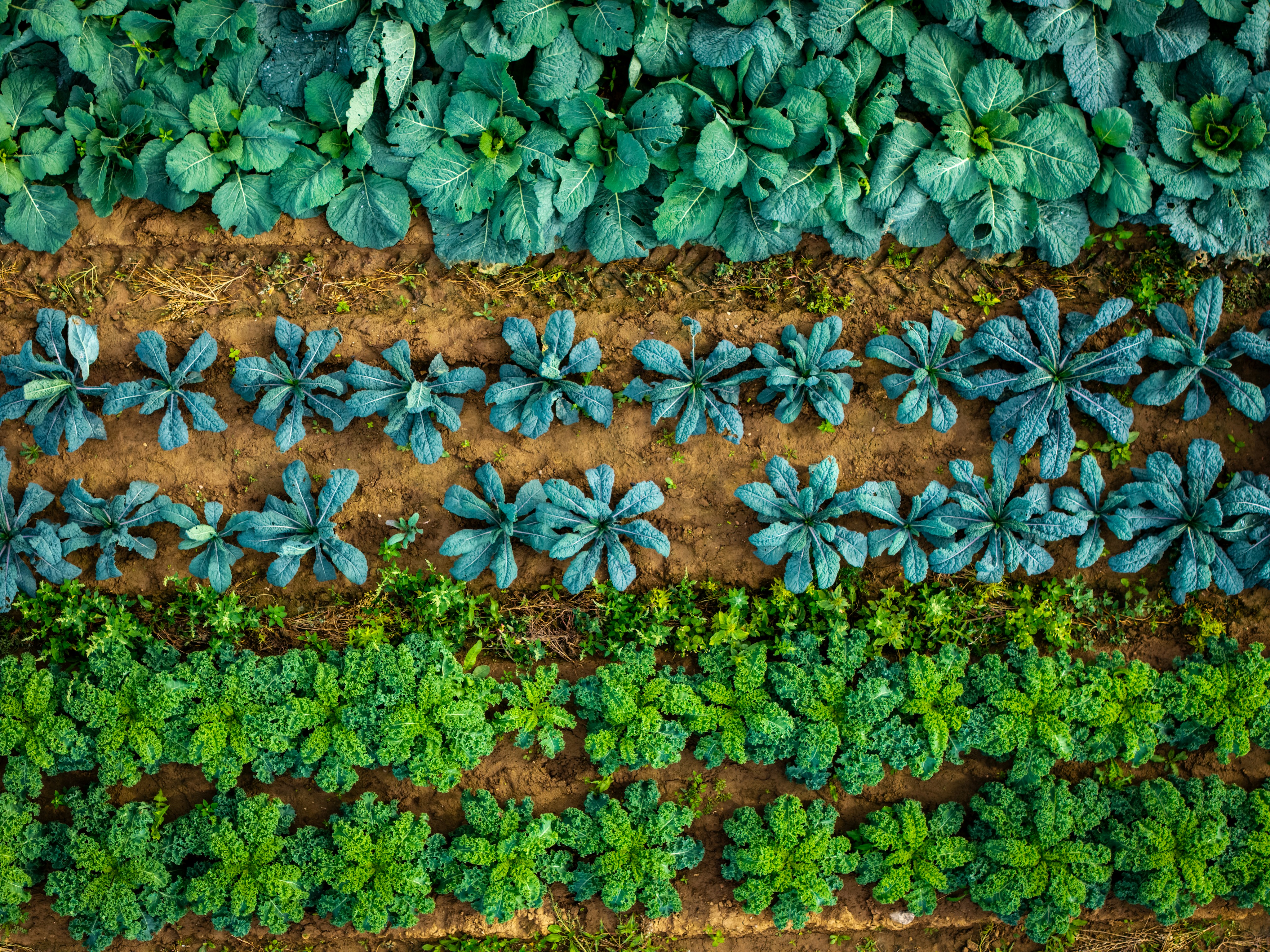 Strata of Verdant Rows: Aerial Garden Tertiaries