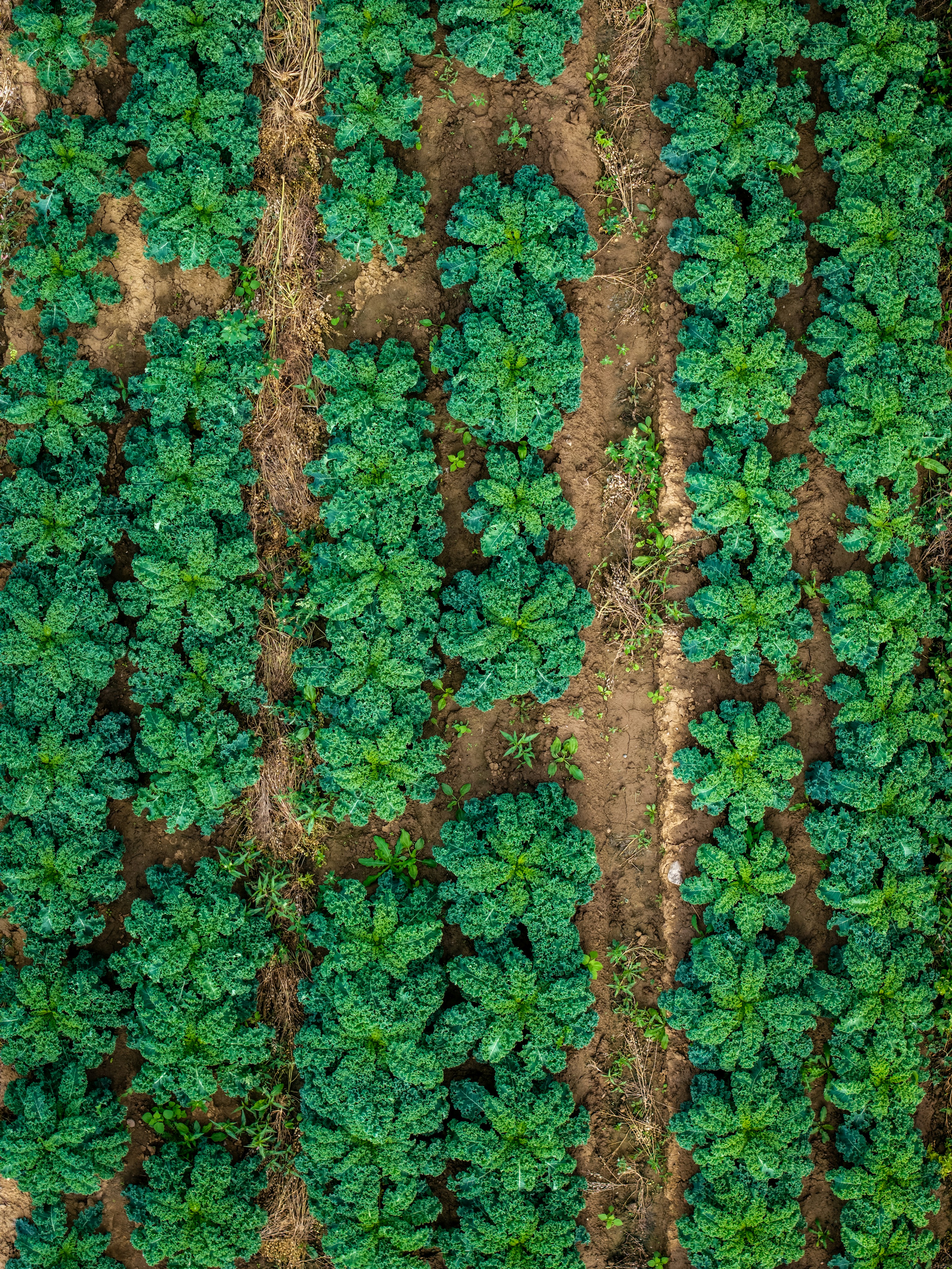 Rows of Verdant Corridors: A Dragonfruit Plantation from Above