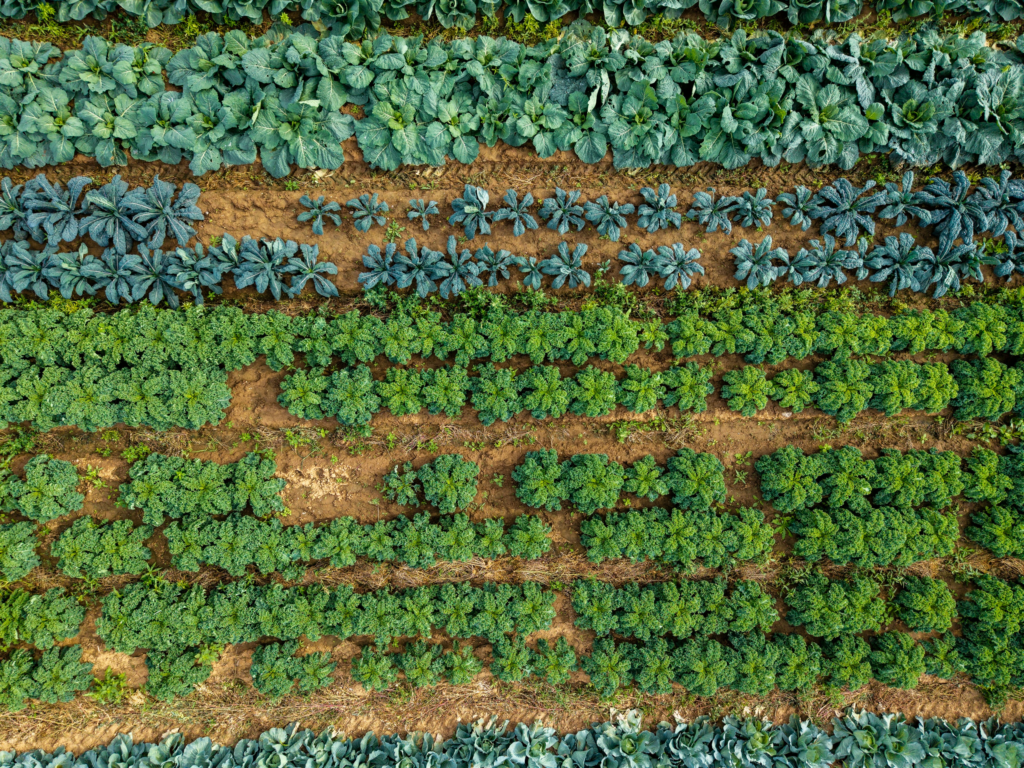 Terraced Field Mosaic: Rows of Green and Blue-Green Crops from Above