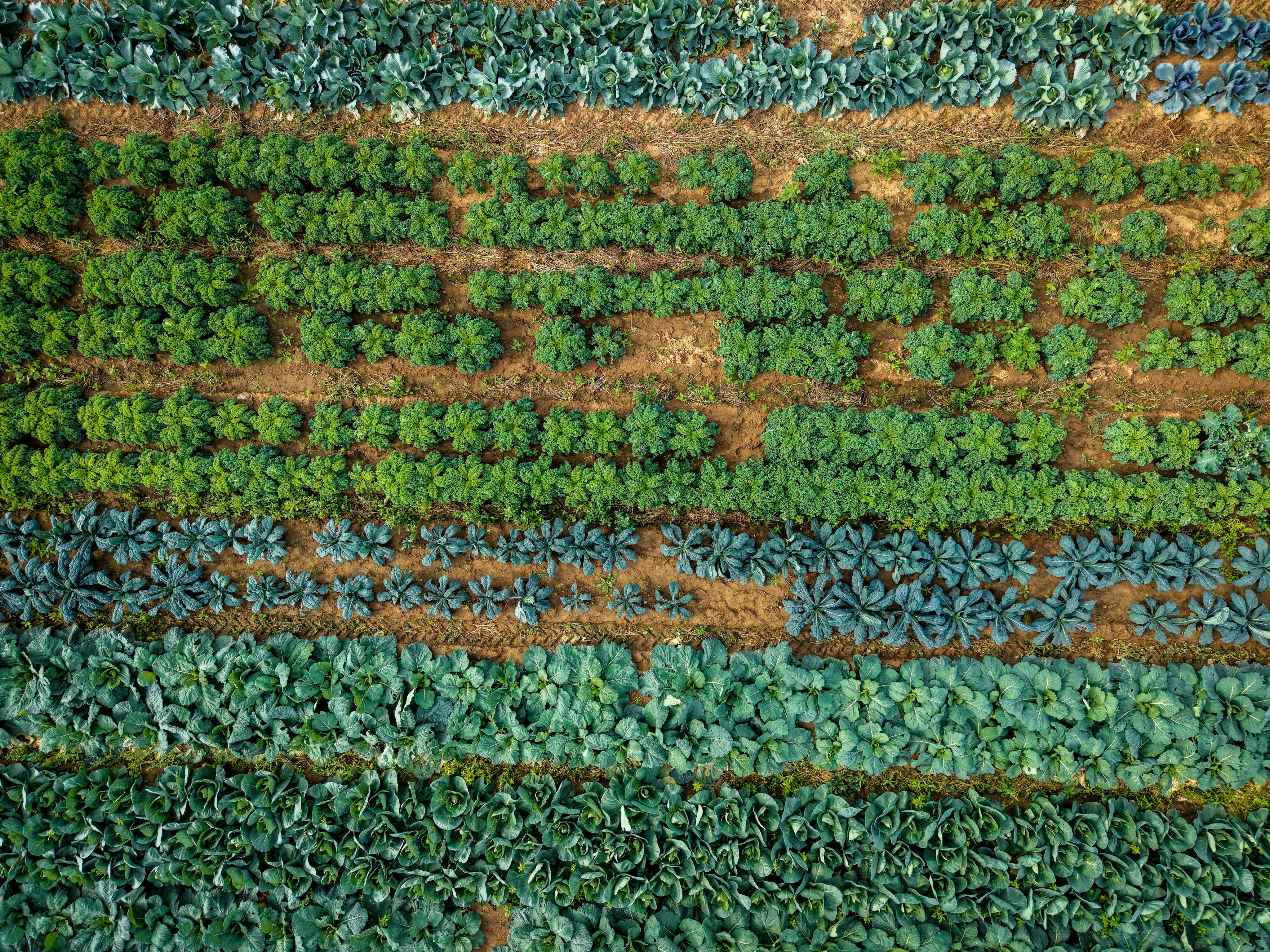 Lineal Green: Aerial Rows of Succulent Crops in a Painted Terrace