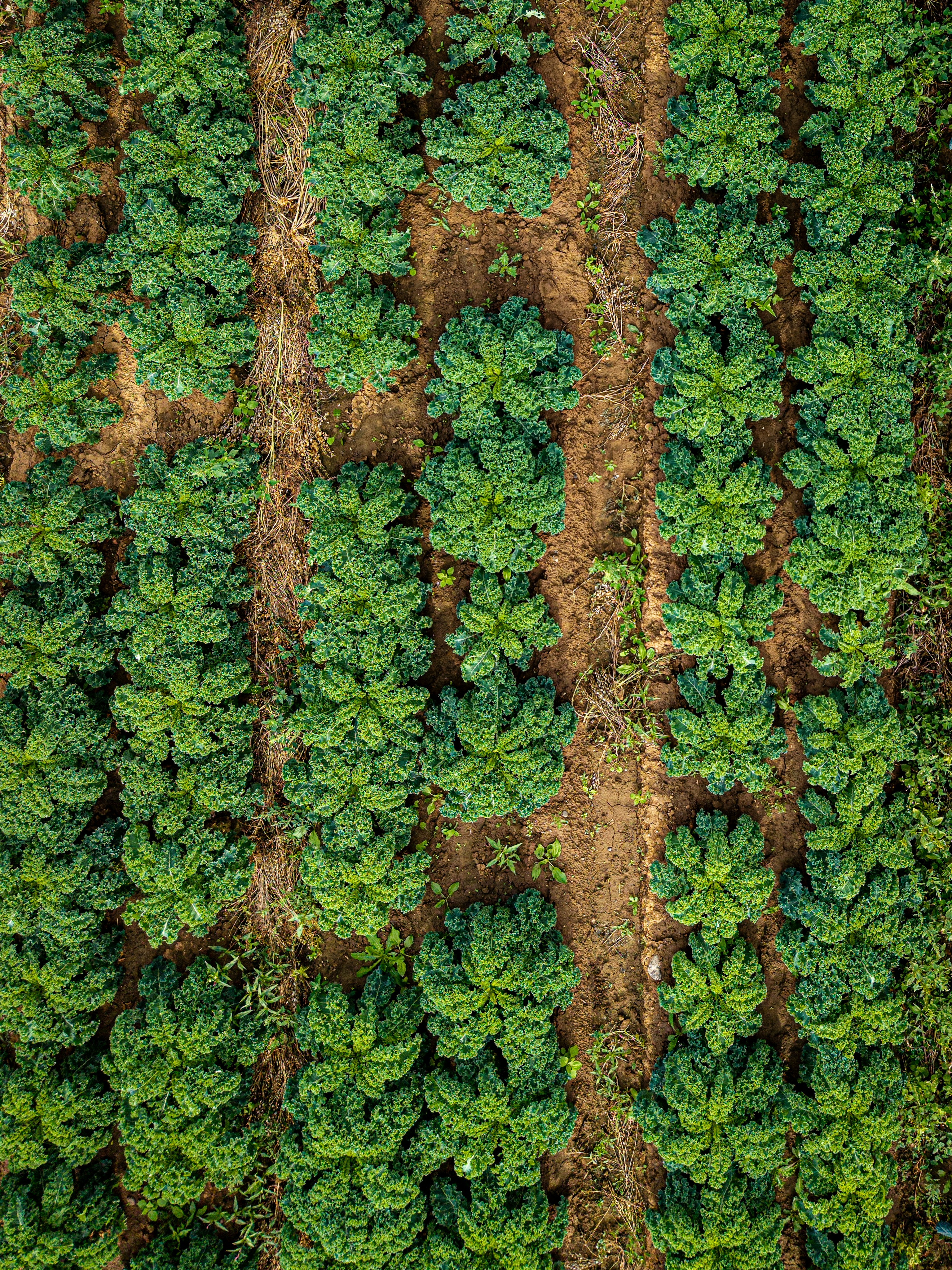 Aerial Symmetry: Rows of Conifer Canopies in Red Earth Bed