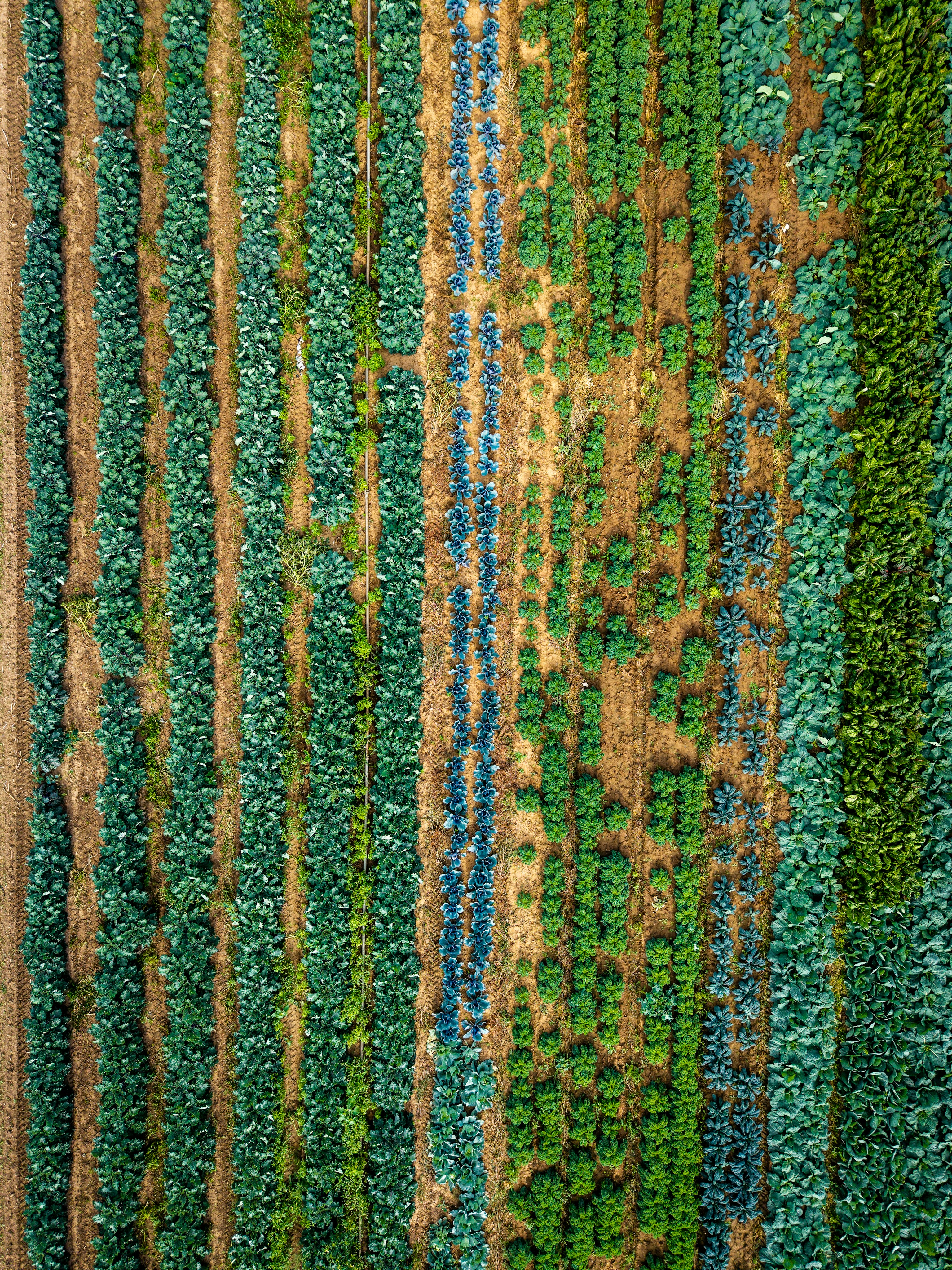 Verdant Rows: An Aerial Tapestry of Urban-Garden Geometry