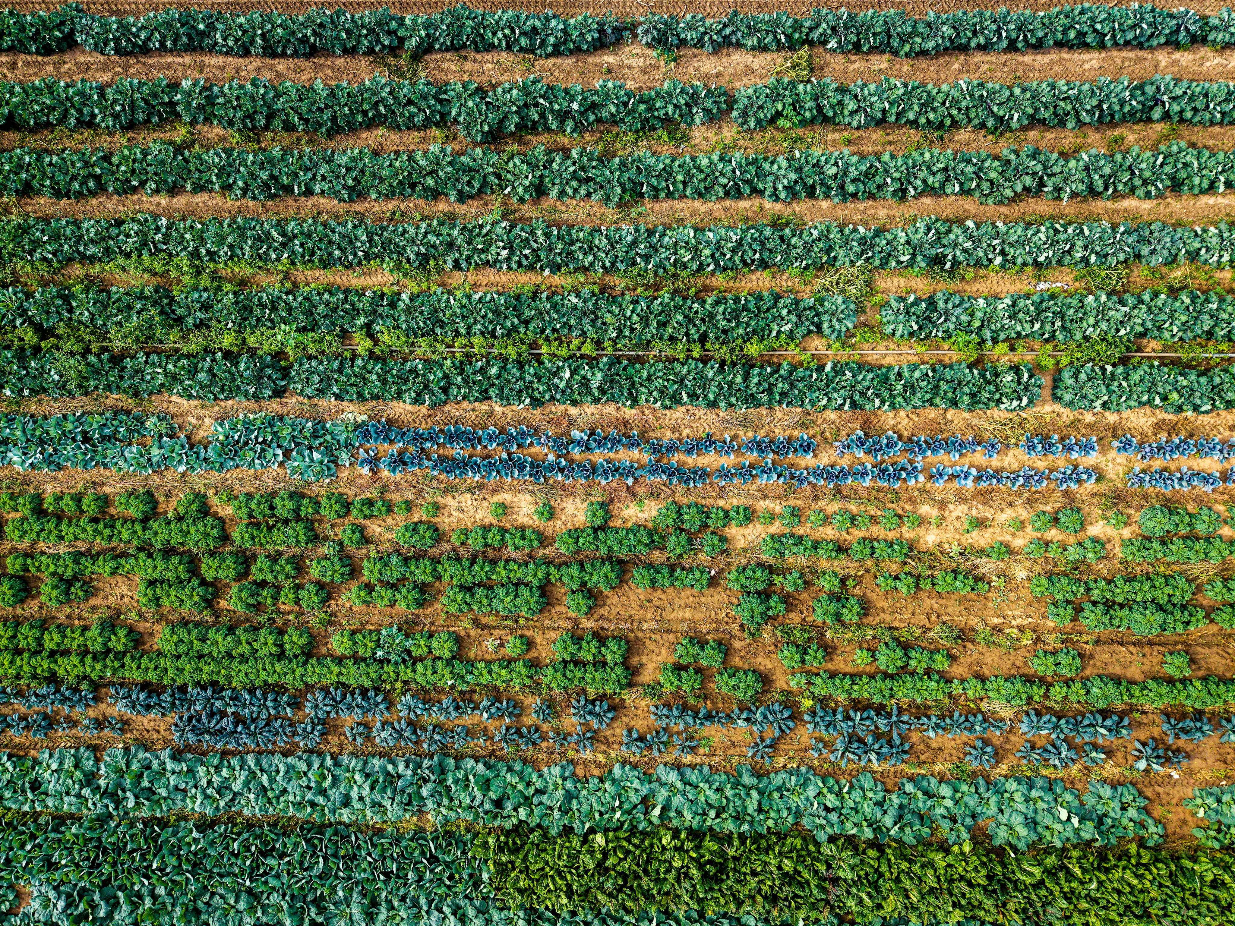 Colored Rows: Aerial Tapestry of Terraced Crops