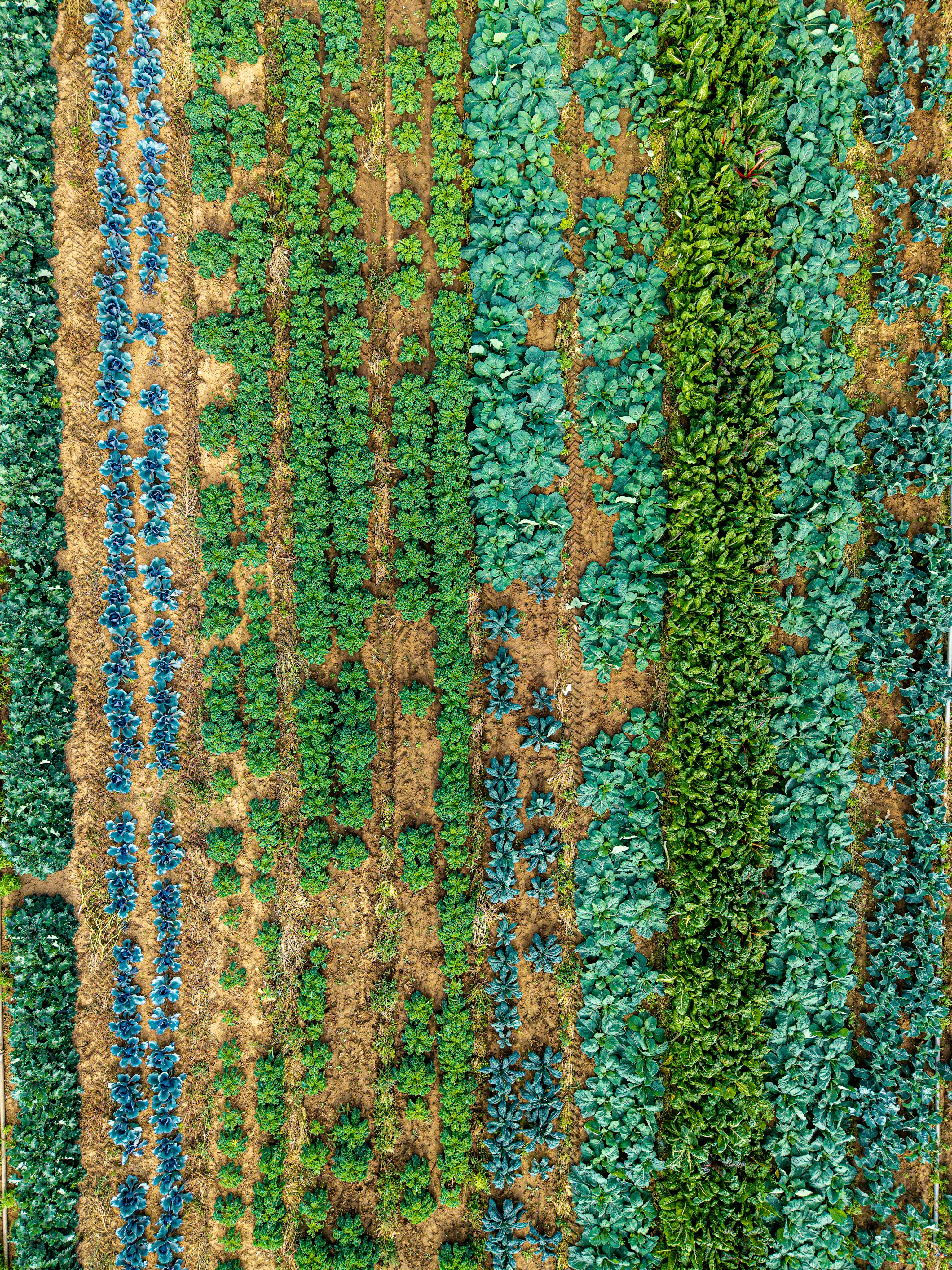 Colorful Rows: An Aerial Quilt of Terraced Crops