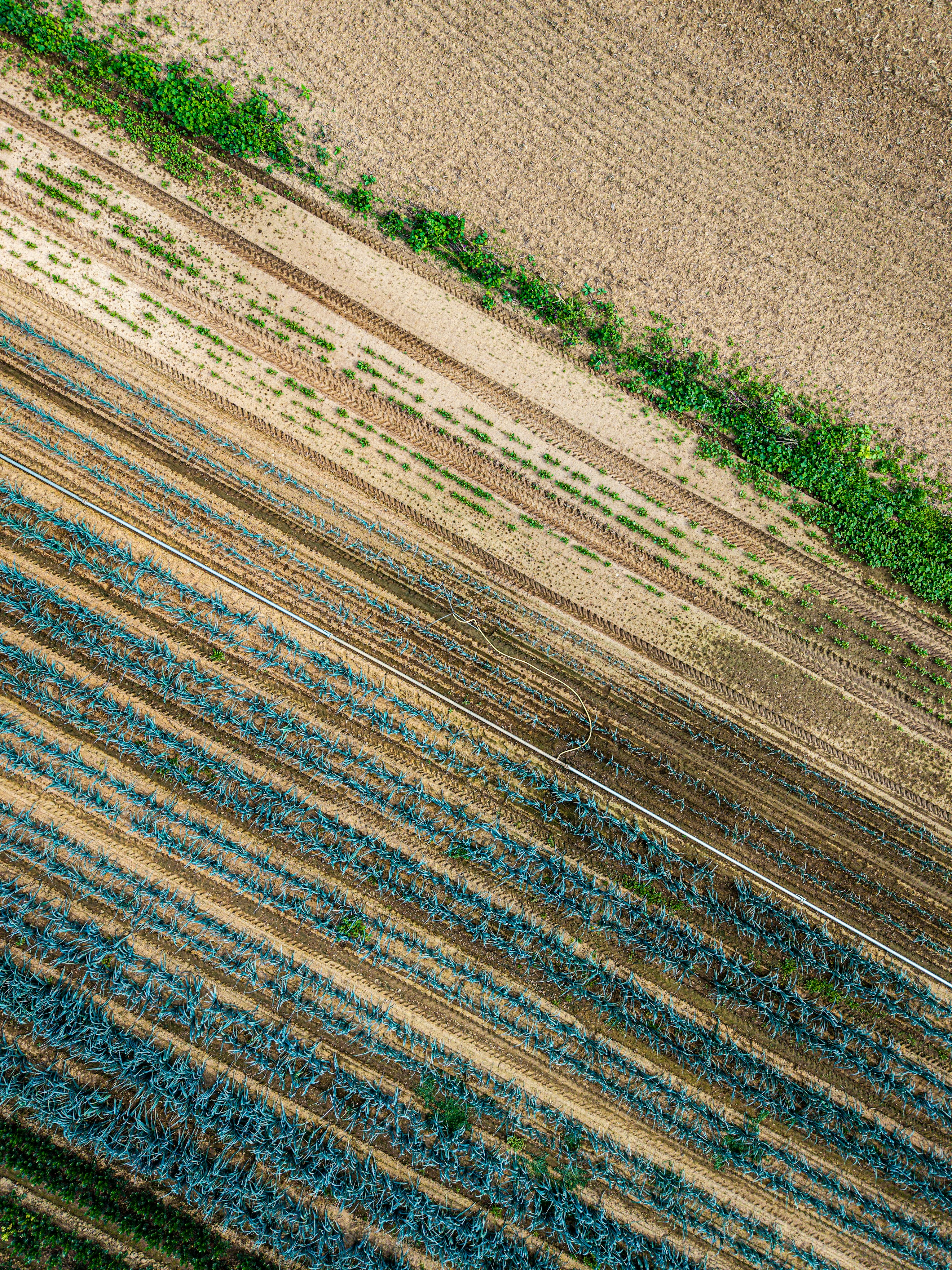 Aerial Quilt: Striped Field Terraces From Above