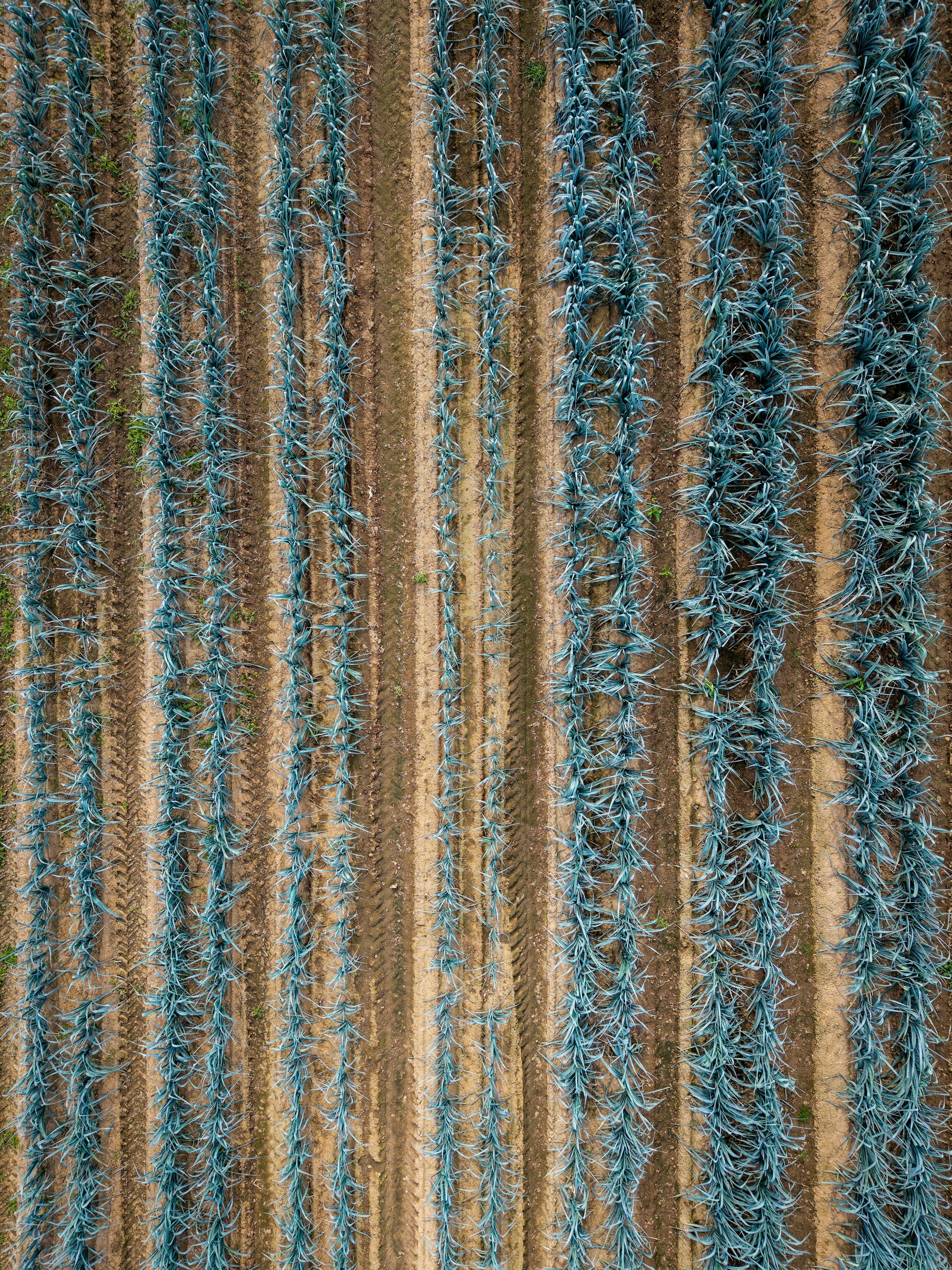 Lines of Blue and Brown: An Aerial Row-by-Row Study of Terraced Fields