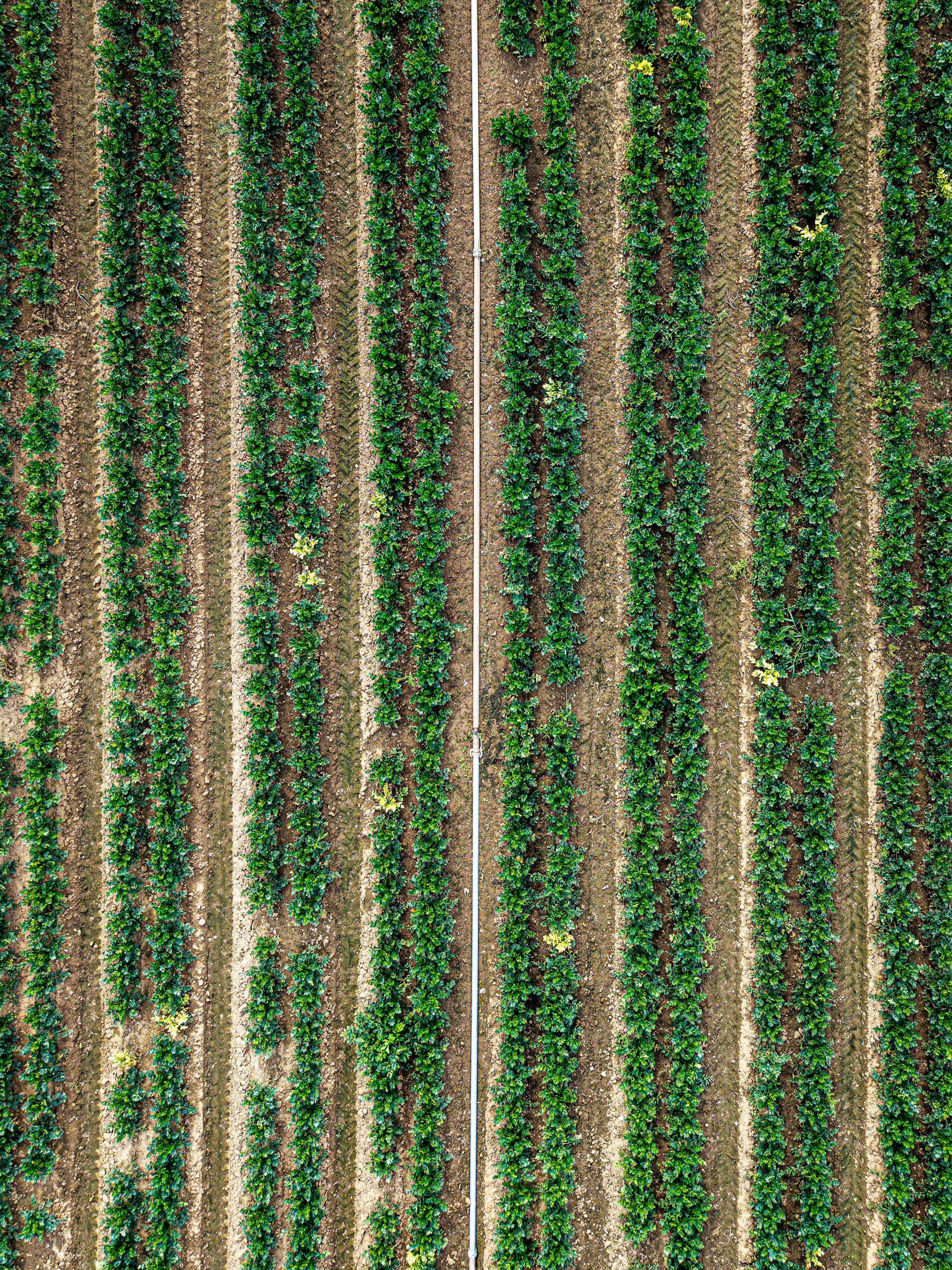Aerial Symphony of Parallel Green Rows Across Golden Earth
