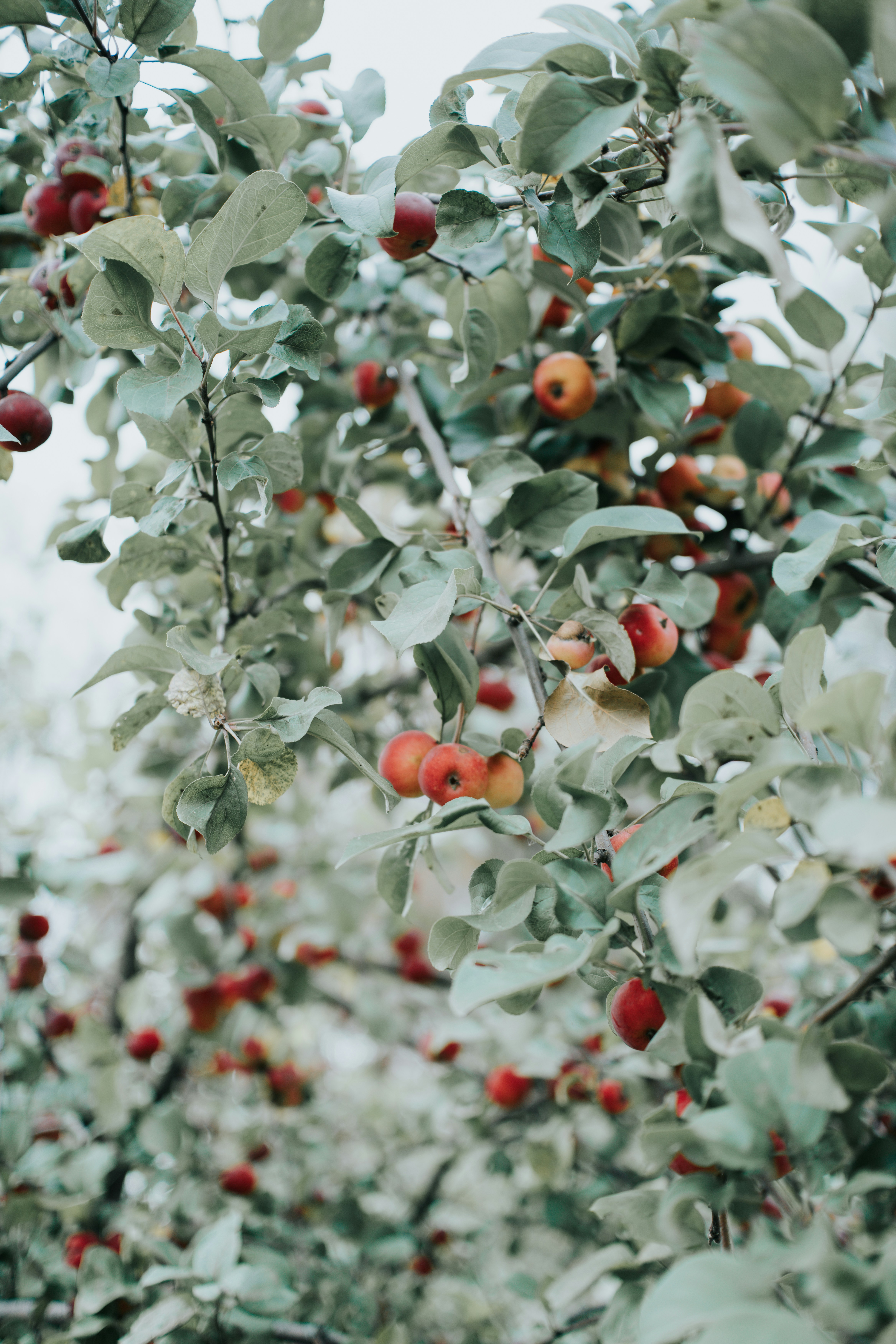 Apple-Laden Branches in Soft Summer Light