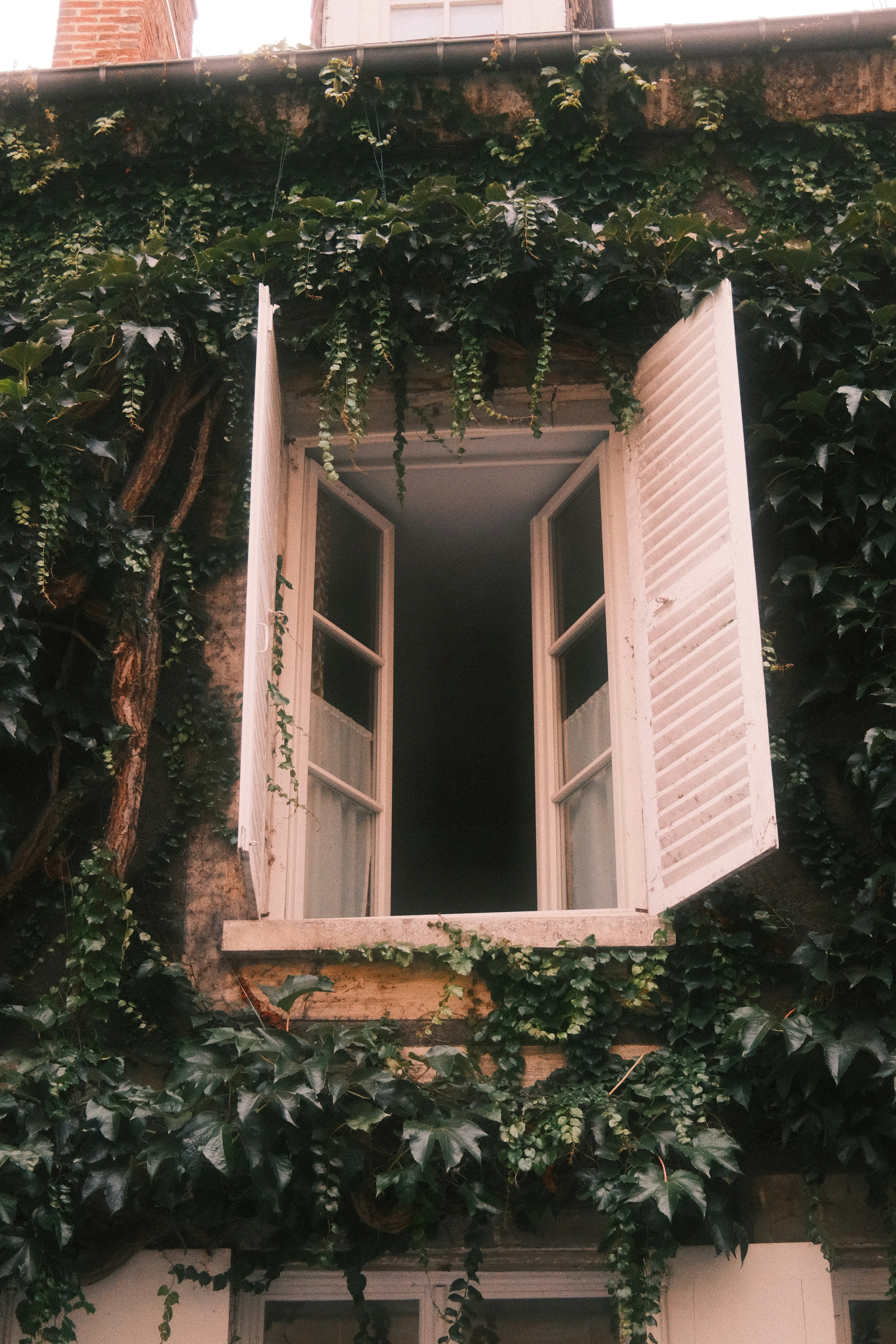 Open Window in Ivy-Clad Facade: A Quiet Portal to the Interior