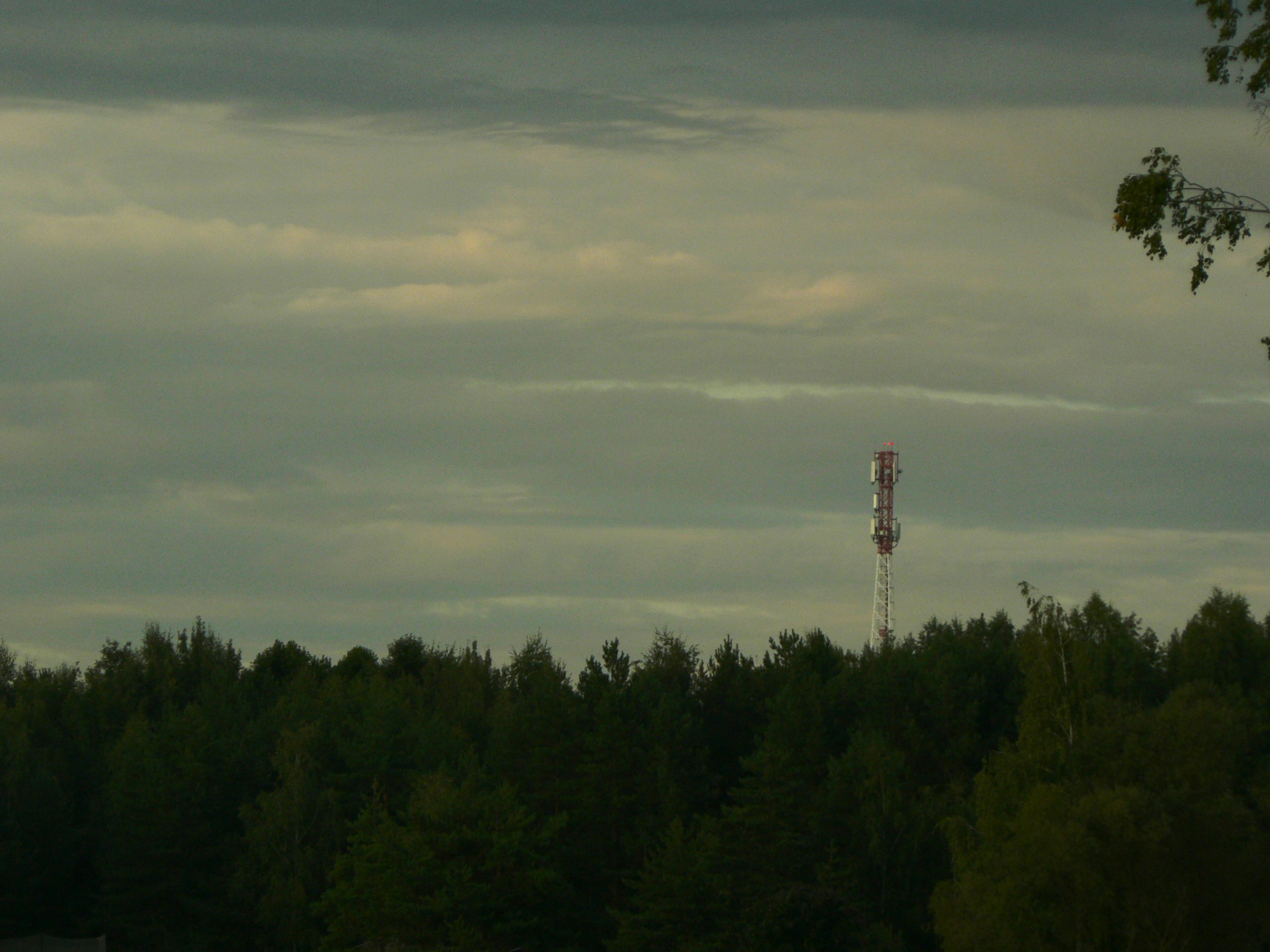 Cell Tower Sentinel Over a Quiet Pine Loom