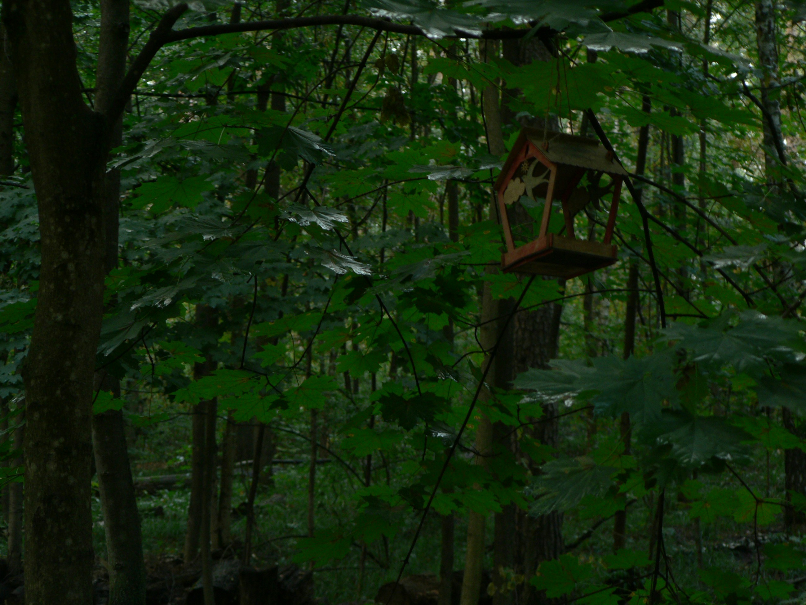 Birdhouse in the Dappled Green: A Quiet Forest Moment