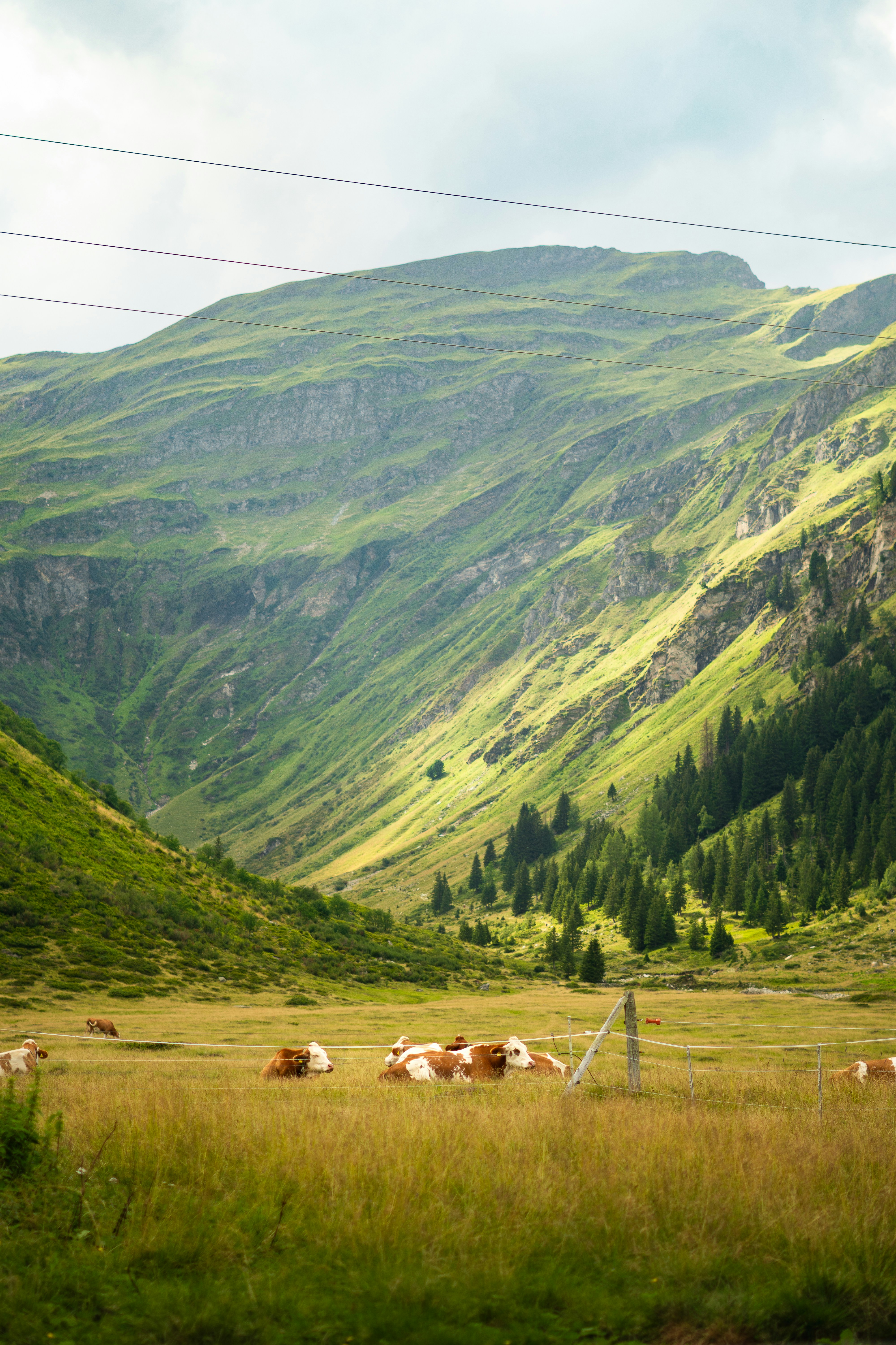 Pasture cows rest in a sunlit valley with a backdrop of rolling green hills and a distant pine line.